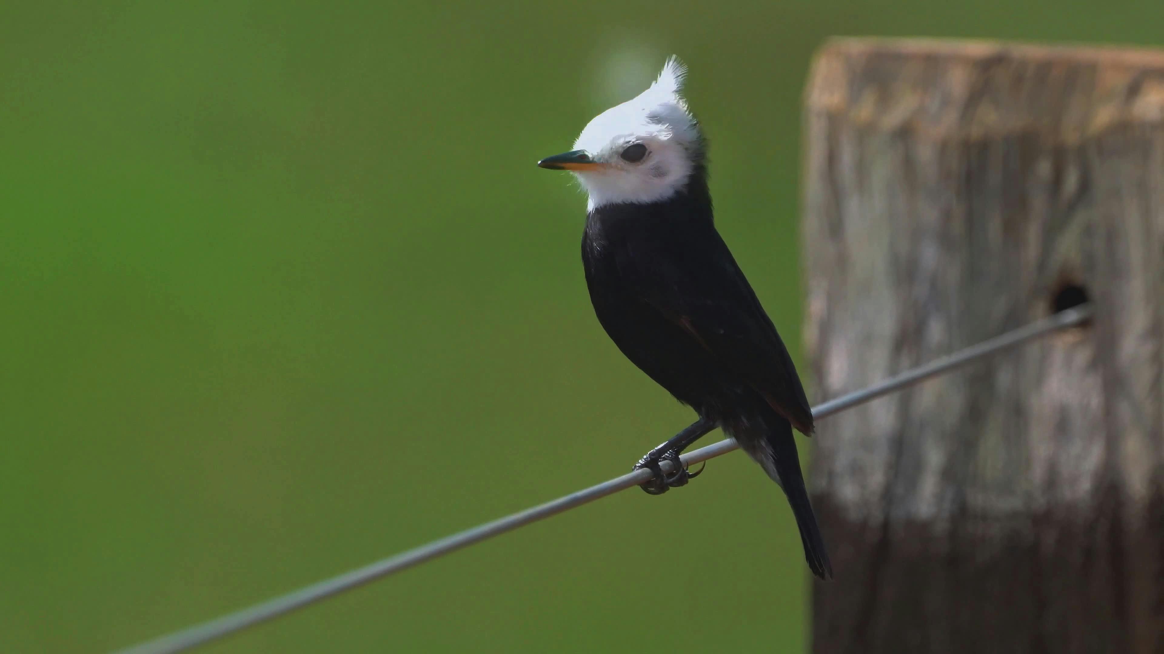 Bird Calling Videos, Download The BEST Free 4k Stock Video Footage ...