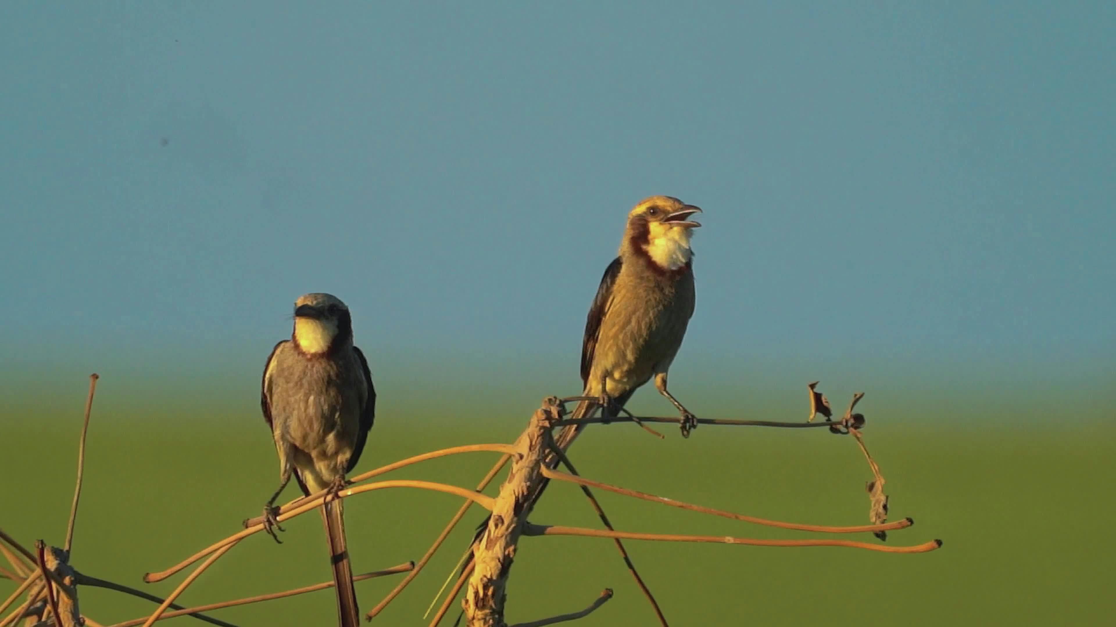 Singing Birds Videos, Download The BEST Free 4k Stock Video Footage ...