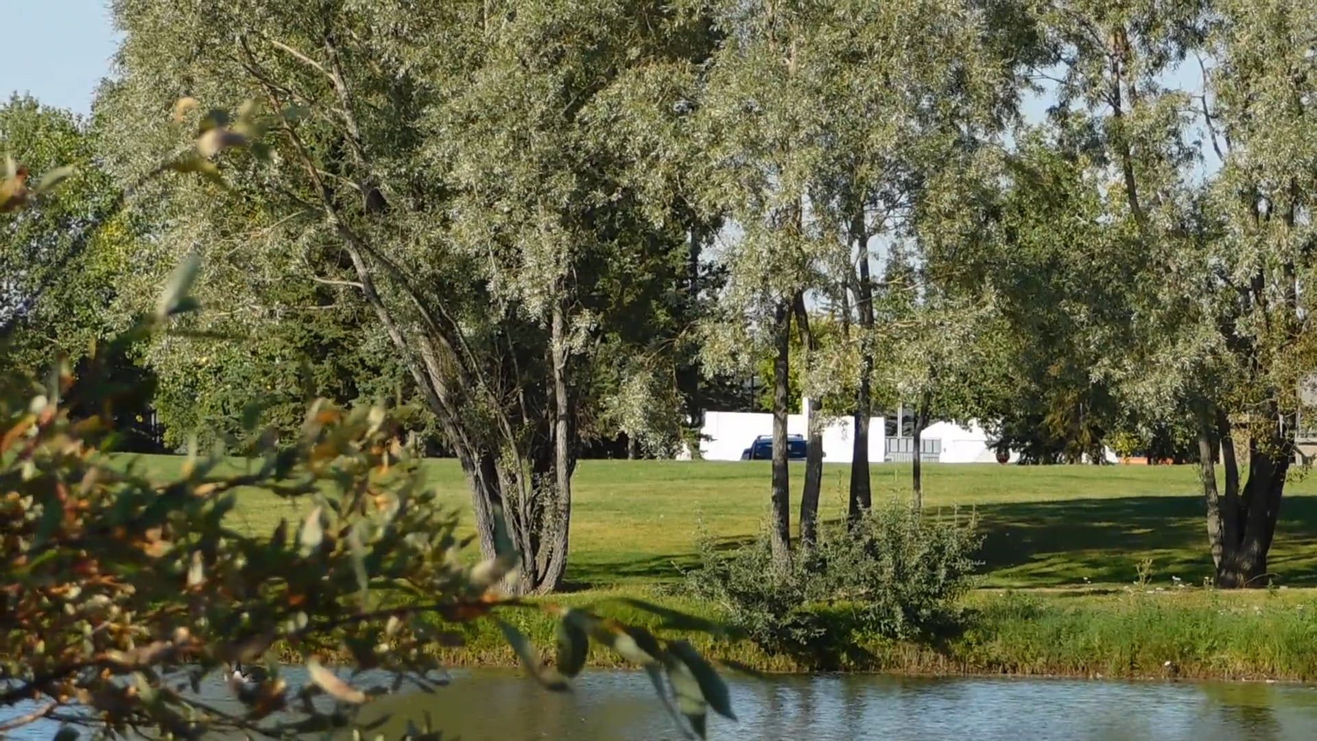 Trees On A Garden Park Free Stock Video Footage, Royalty-Free 4K & HD ...