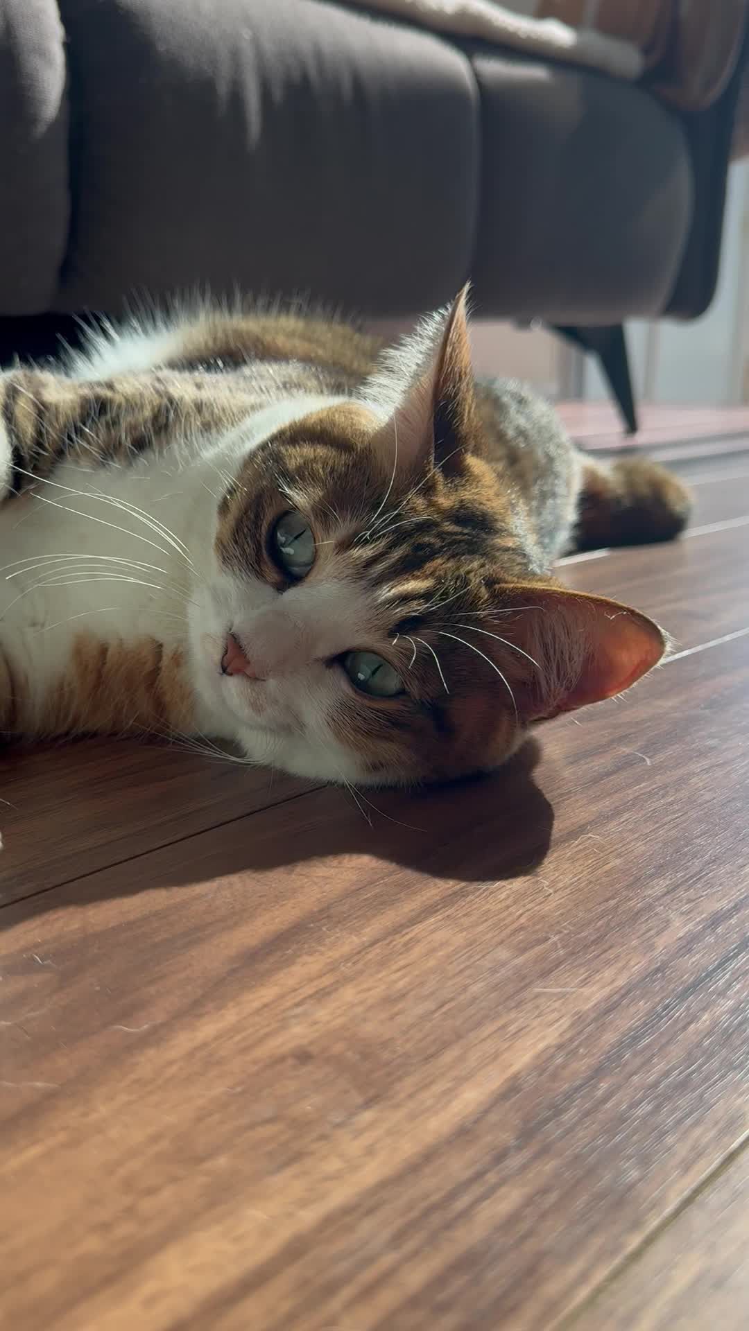 Gatto Rilassato Che Si Rilassa Sul Pavimento In Legno · Video gratuito