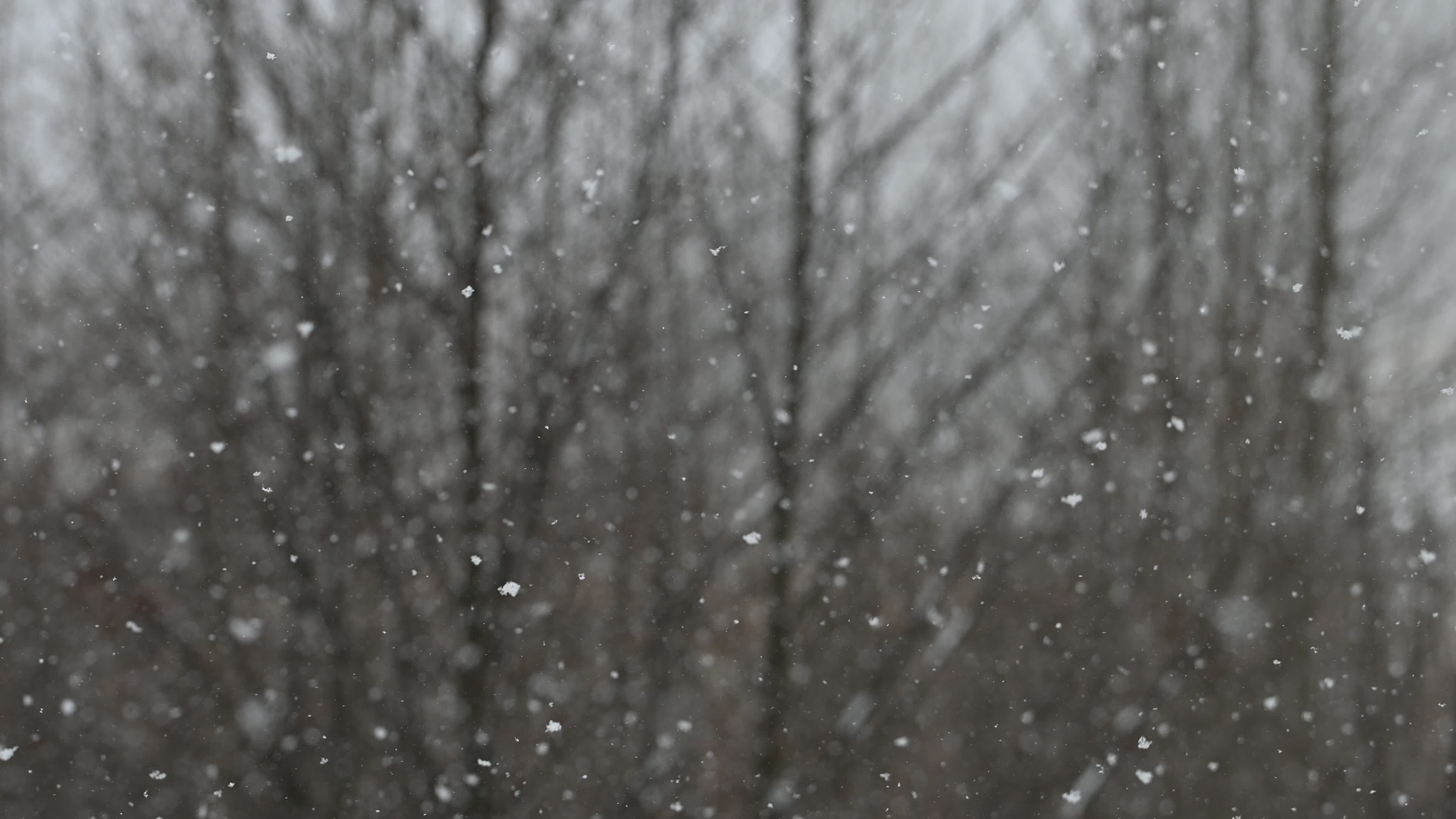 Snow Falling in Winter Forest Background Free Stock Video Footage ...