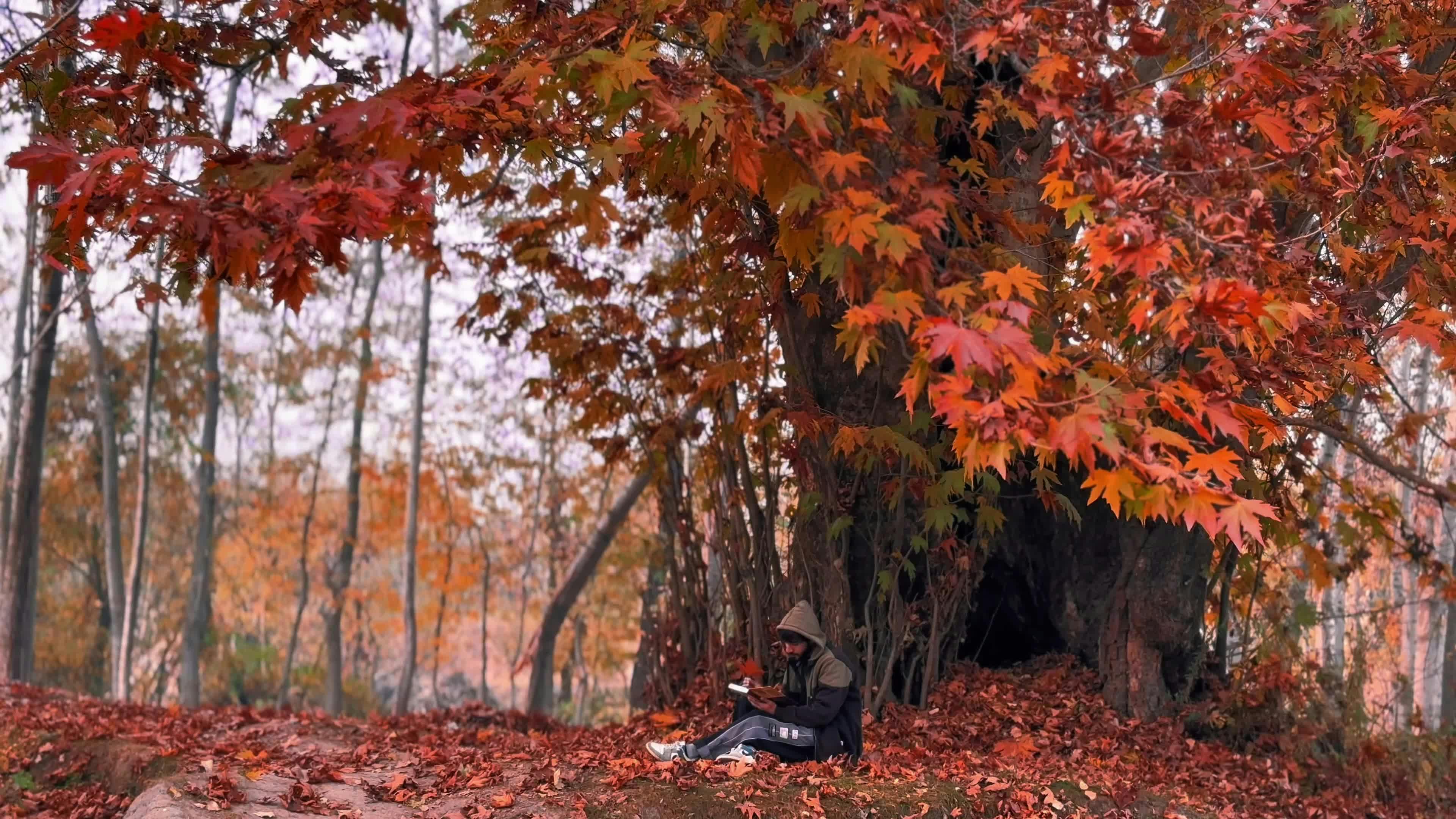 Unsplash Book Videos, Download The BEST Free 4k Stock Video Footage ...