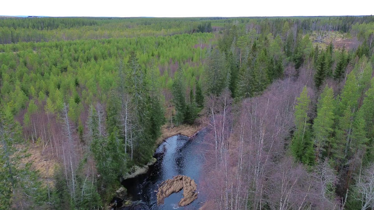 Forest Video Videos, Download The BEST Free 4k Stock Video Footage ...