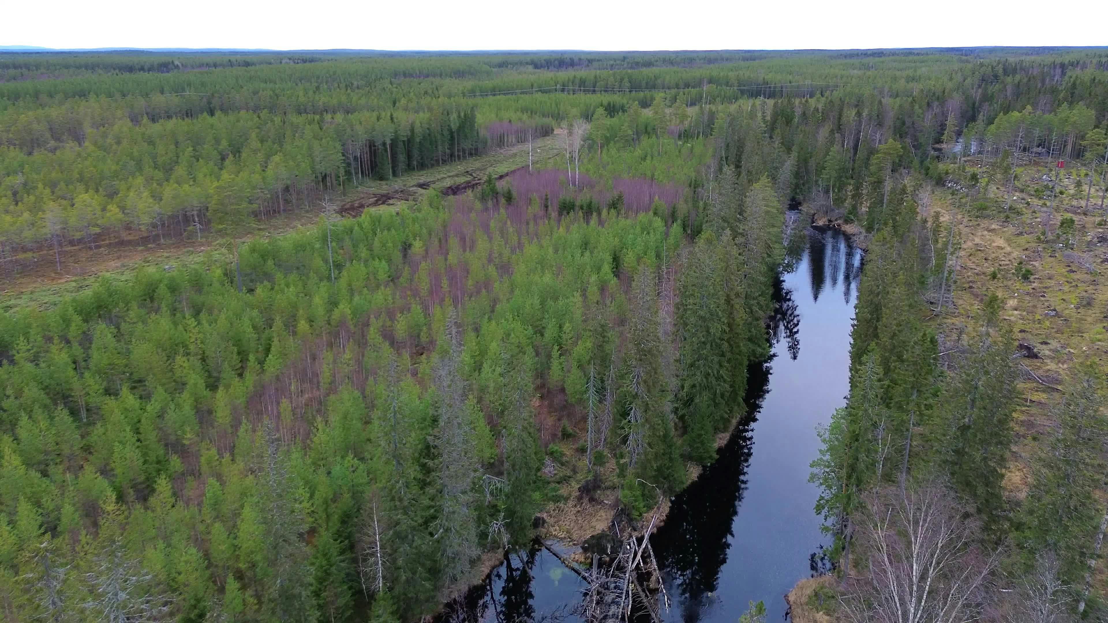 Video Of Tree Videos, Download The BEST Free 4k Stock Video Footage ...