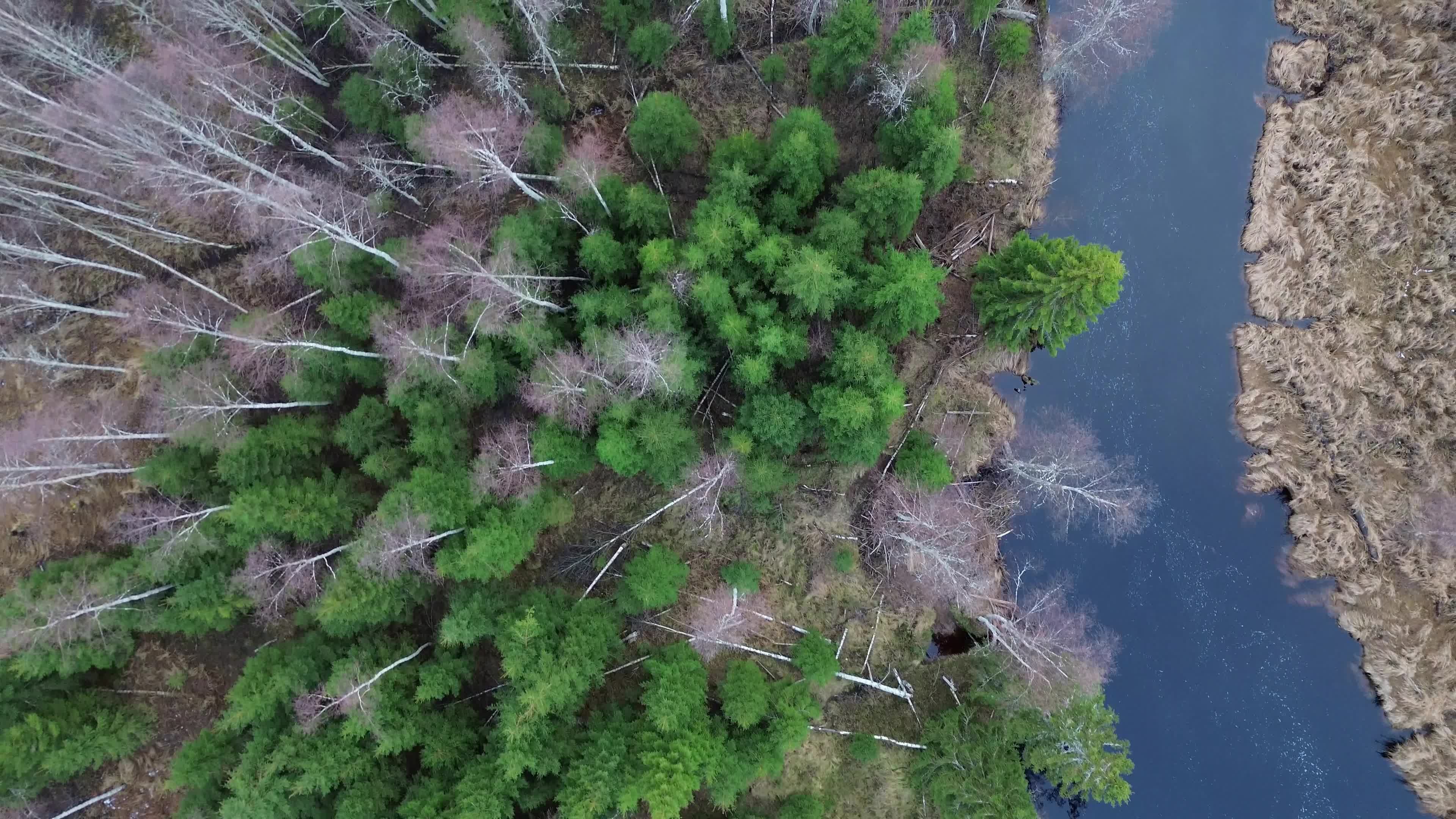 Drone Aerial View of Forest and River Landscape Free Stock Video ...