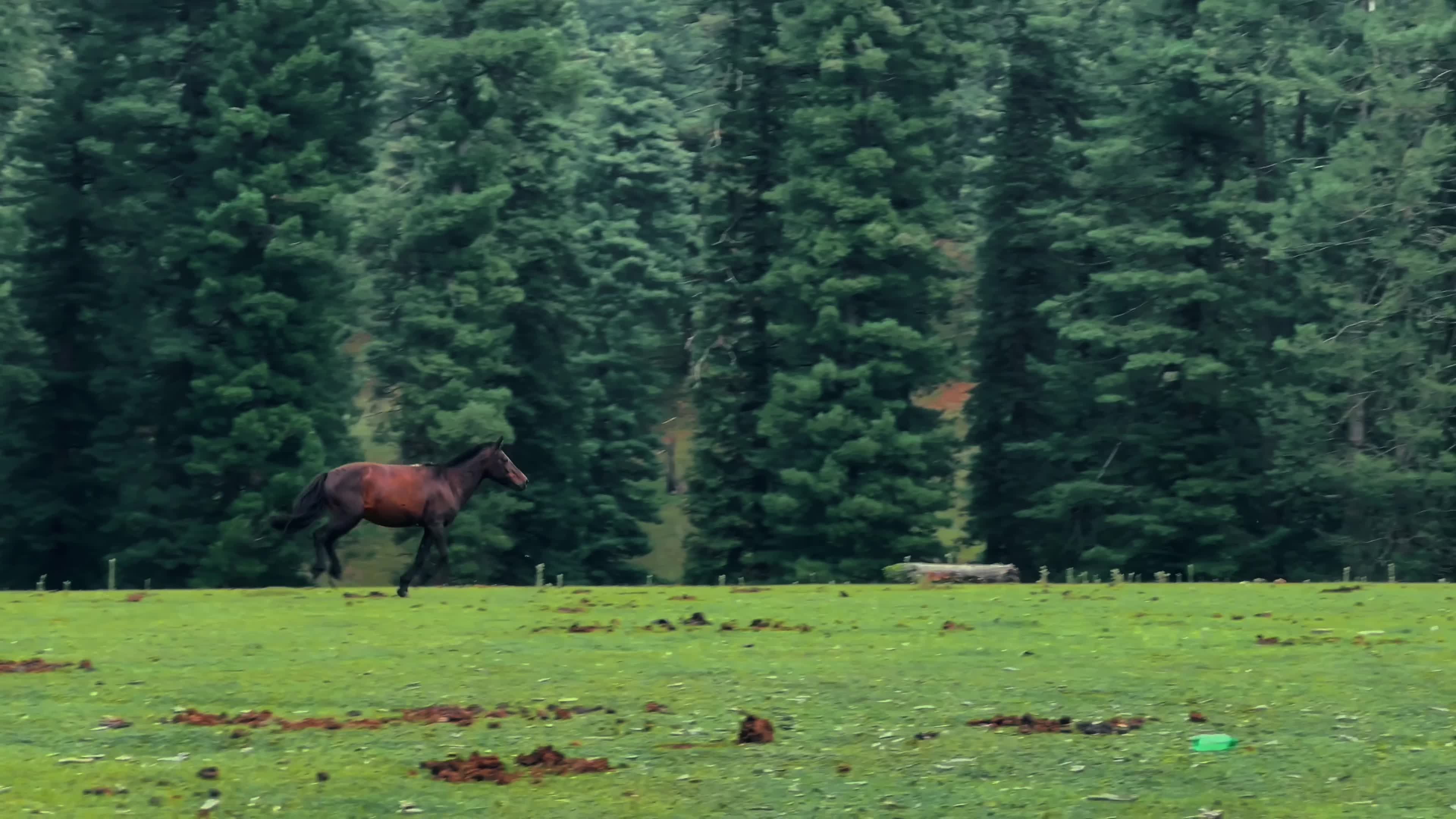 Majestic Horse Running Through Lush Forest Landscape Free Stock Video ...