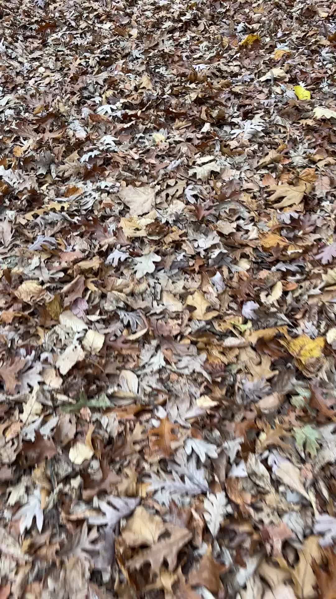 Serene Fall Forest with Crunchy Autumn Leaves Free Stock Video Footage ...