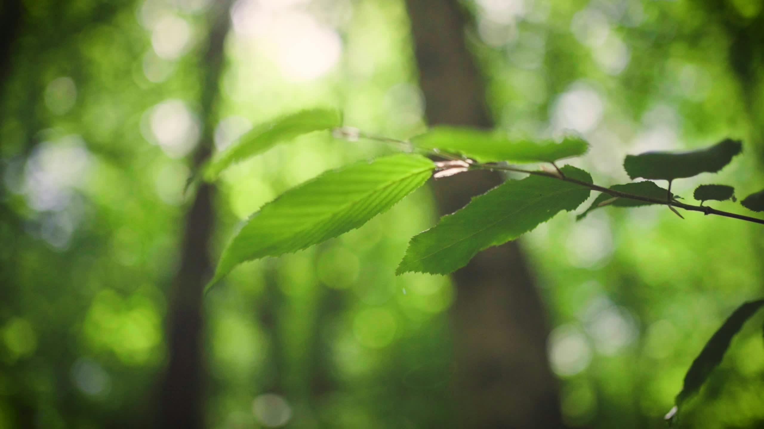 Serene Forest Leaves with Bokeh Effect Free Stock Video Footage, Royalty-Free 4K & HD Video Clip