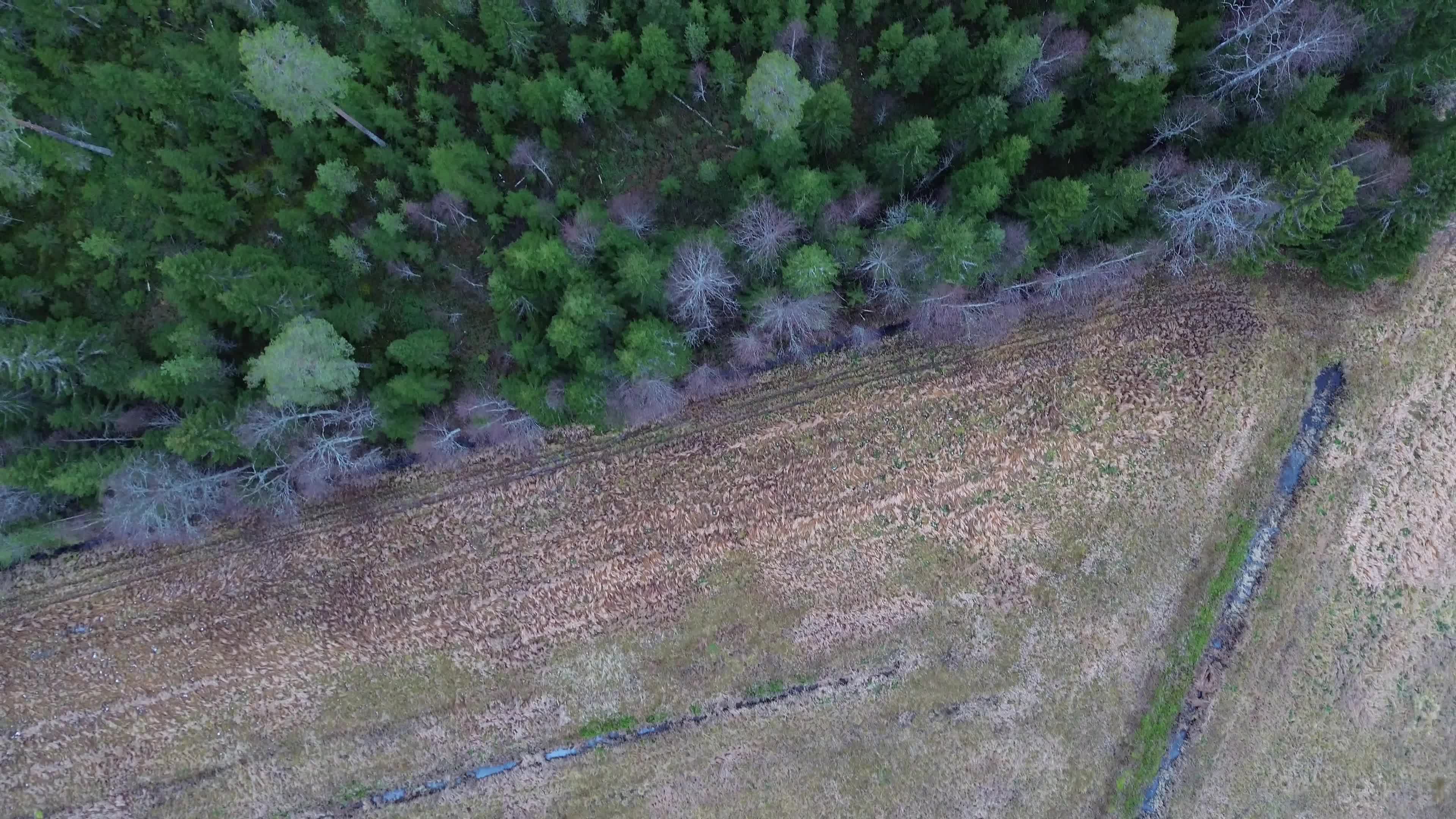 Forest Drone Shot Videos, Download The BEST Free 4k Stock Video Footage ...