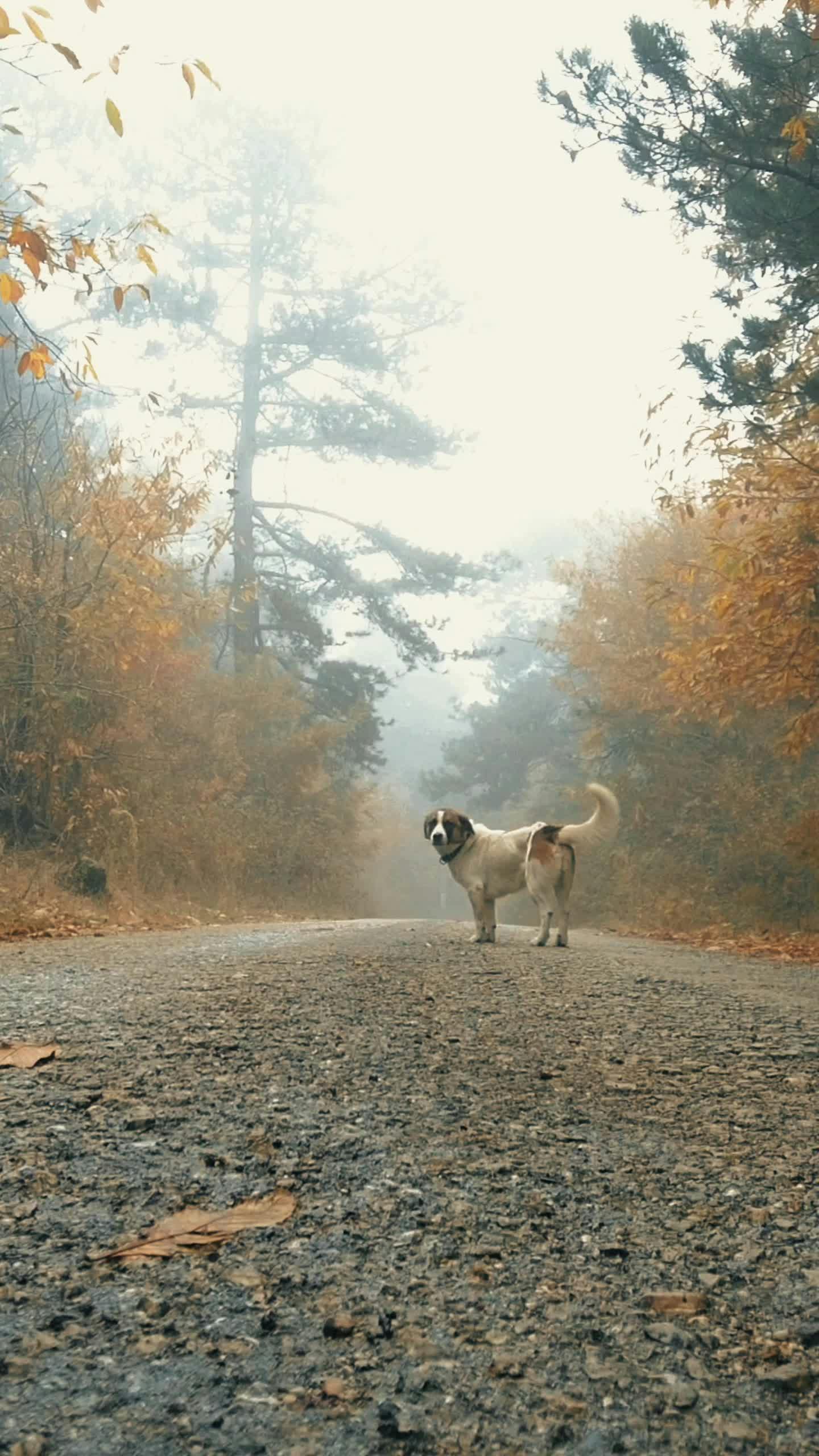 Creepy Dog Videos, Download The BEST Free 4k Stock Video Footage ...