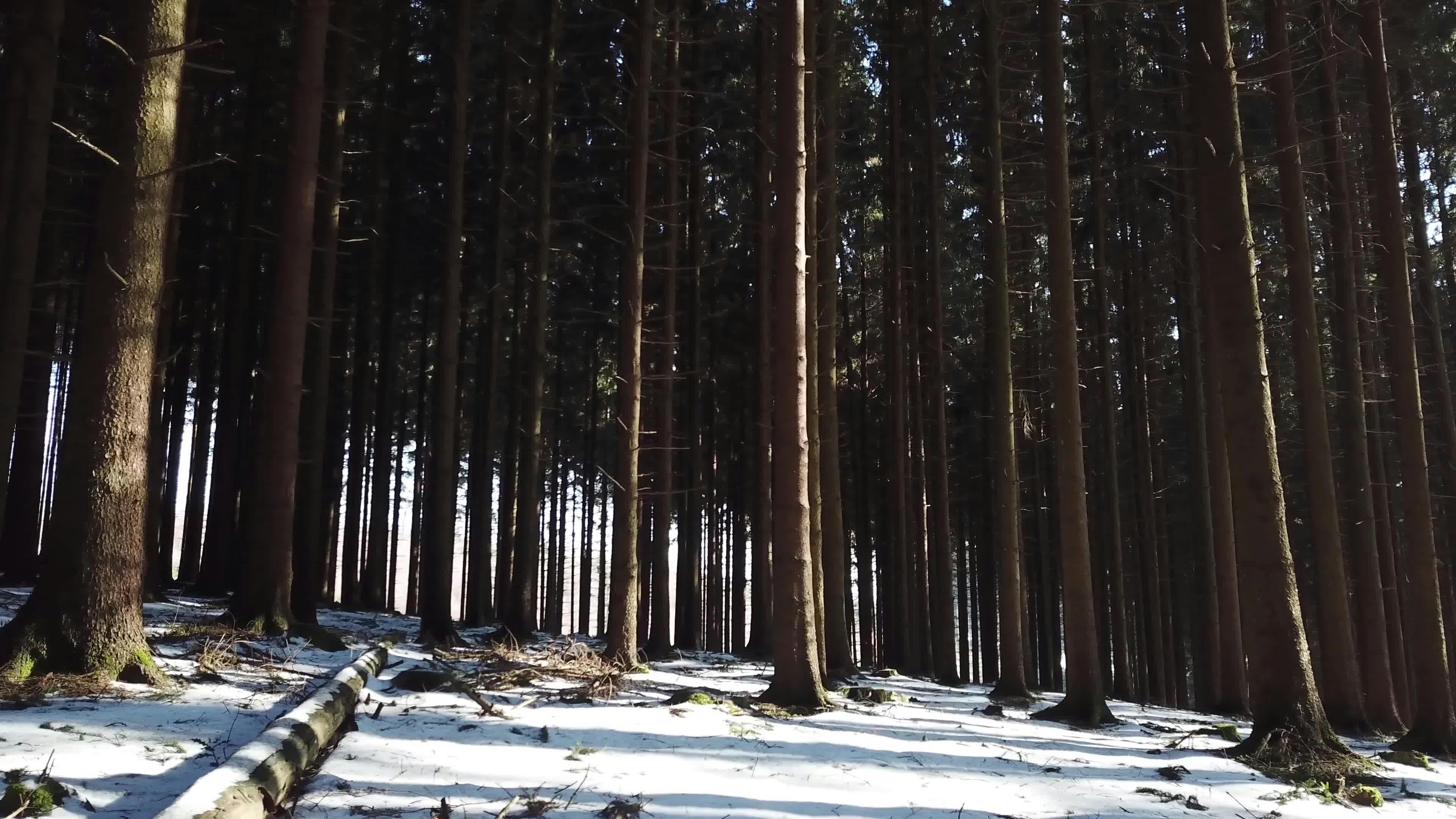 Tranquil Snow-Covered Winter Forest at Sunrise Free Stock Video Footage ...