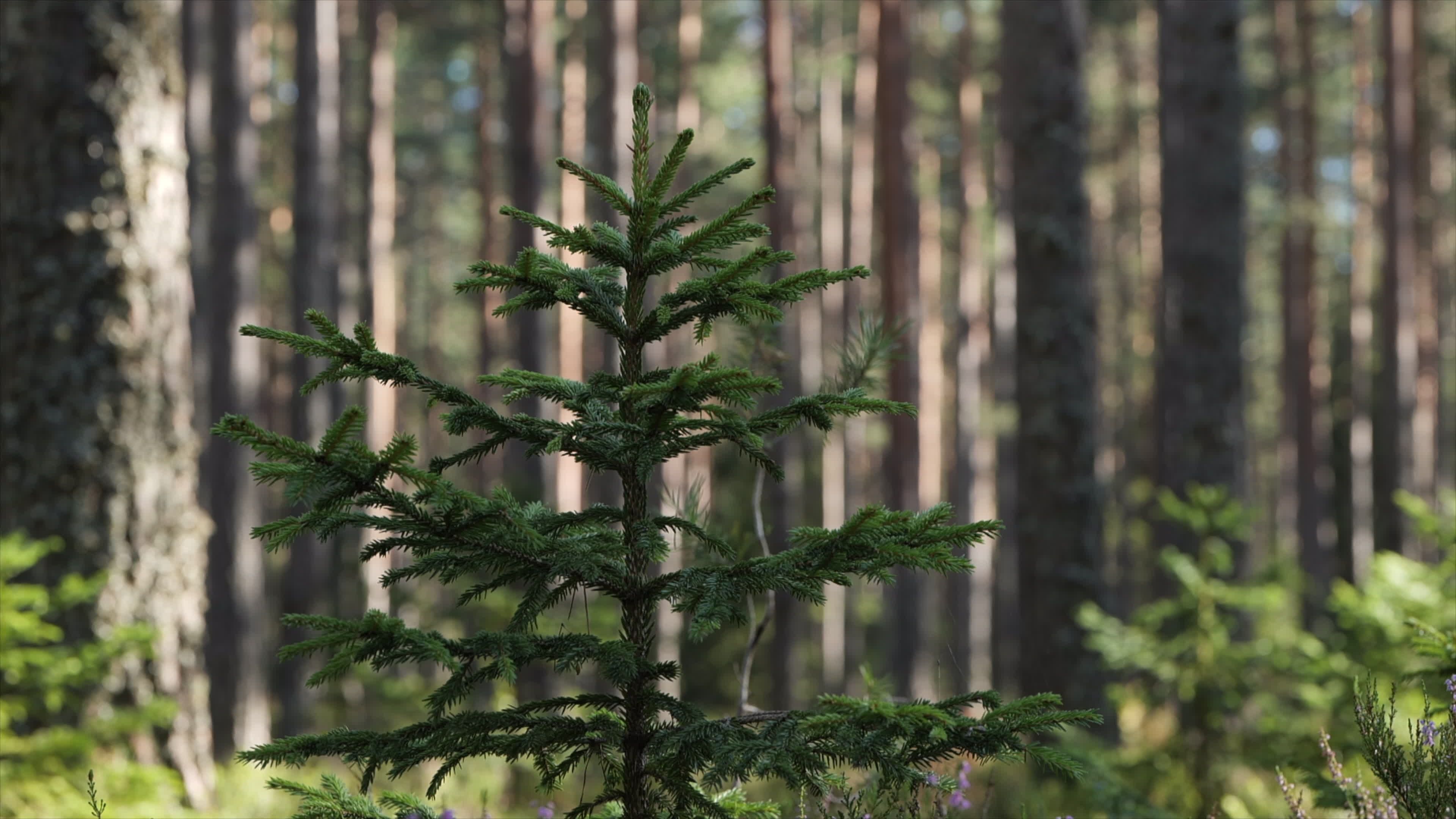 Young Spruce Tree in a Dense Forest Setting Free Stock Video Footage ...