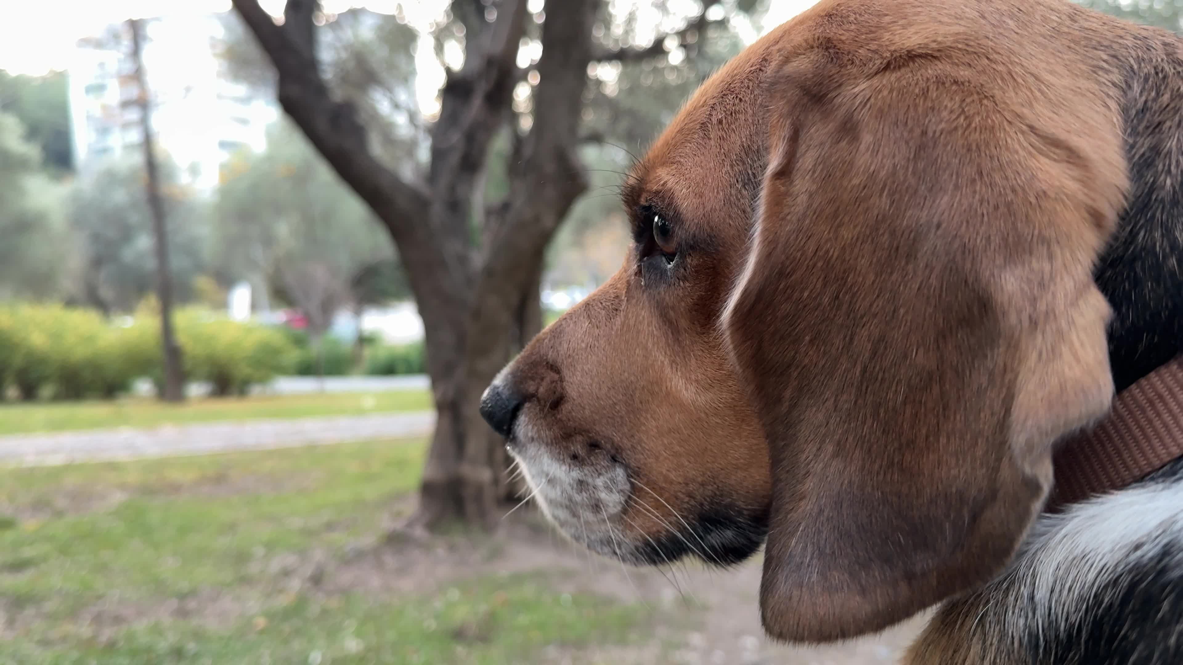 Beagle Dog in a Serene Outdoor Setting Free Stock Video Footage ...