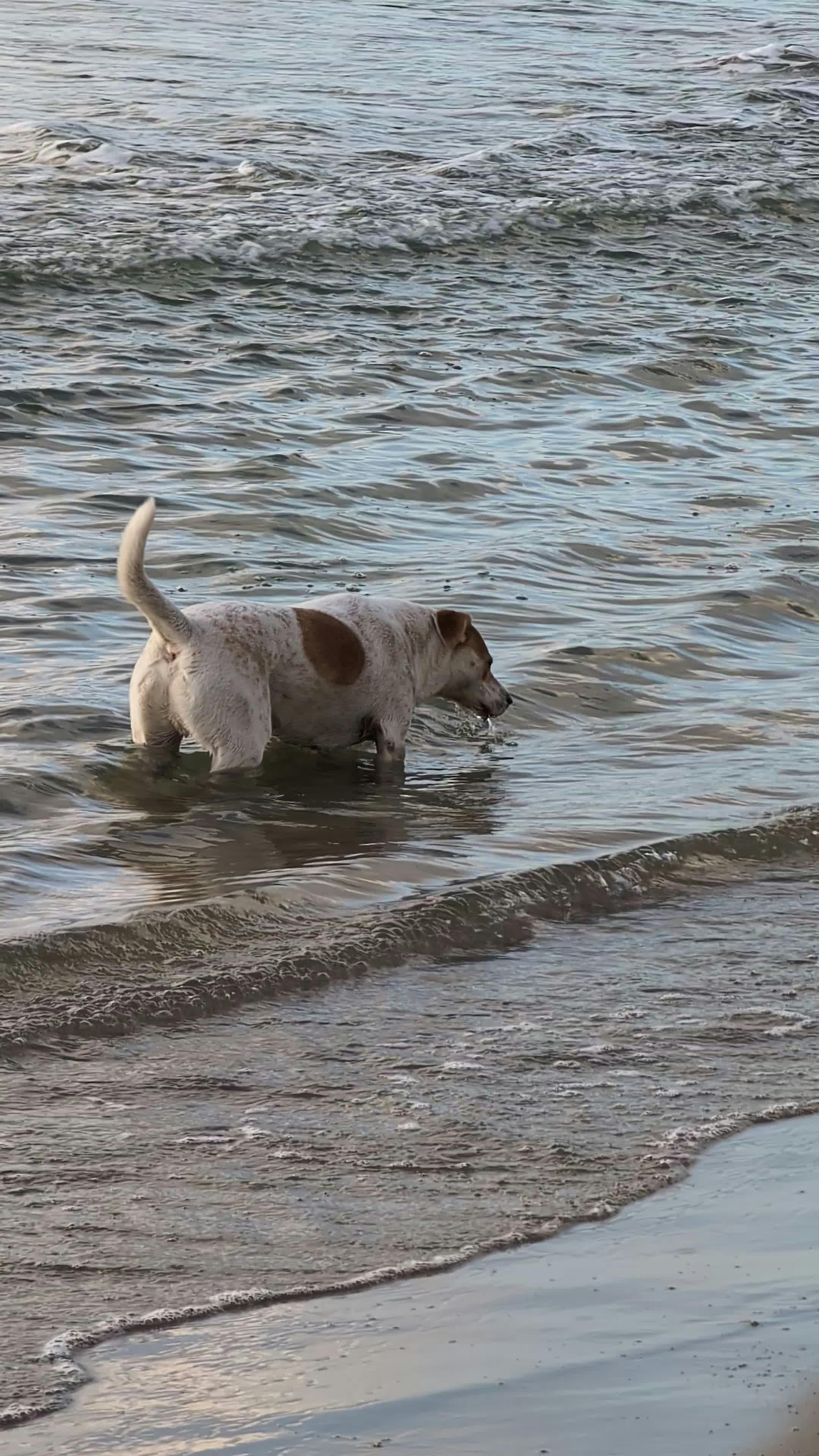 Modulaert Koken Faune Grond Videos, Download The BEST Free 4k Stock ...