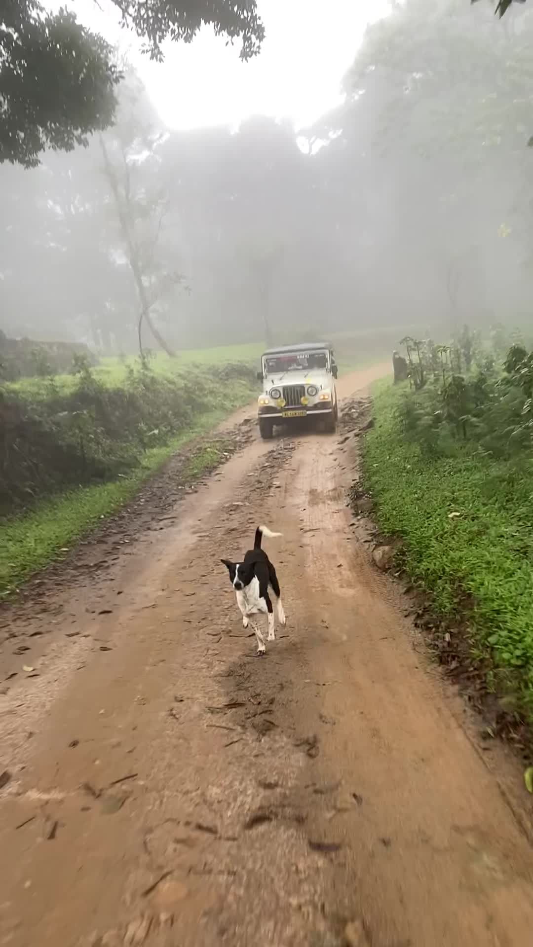 Energetic Dog Running on Misty Country Road Free Stock Video Footage ...