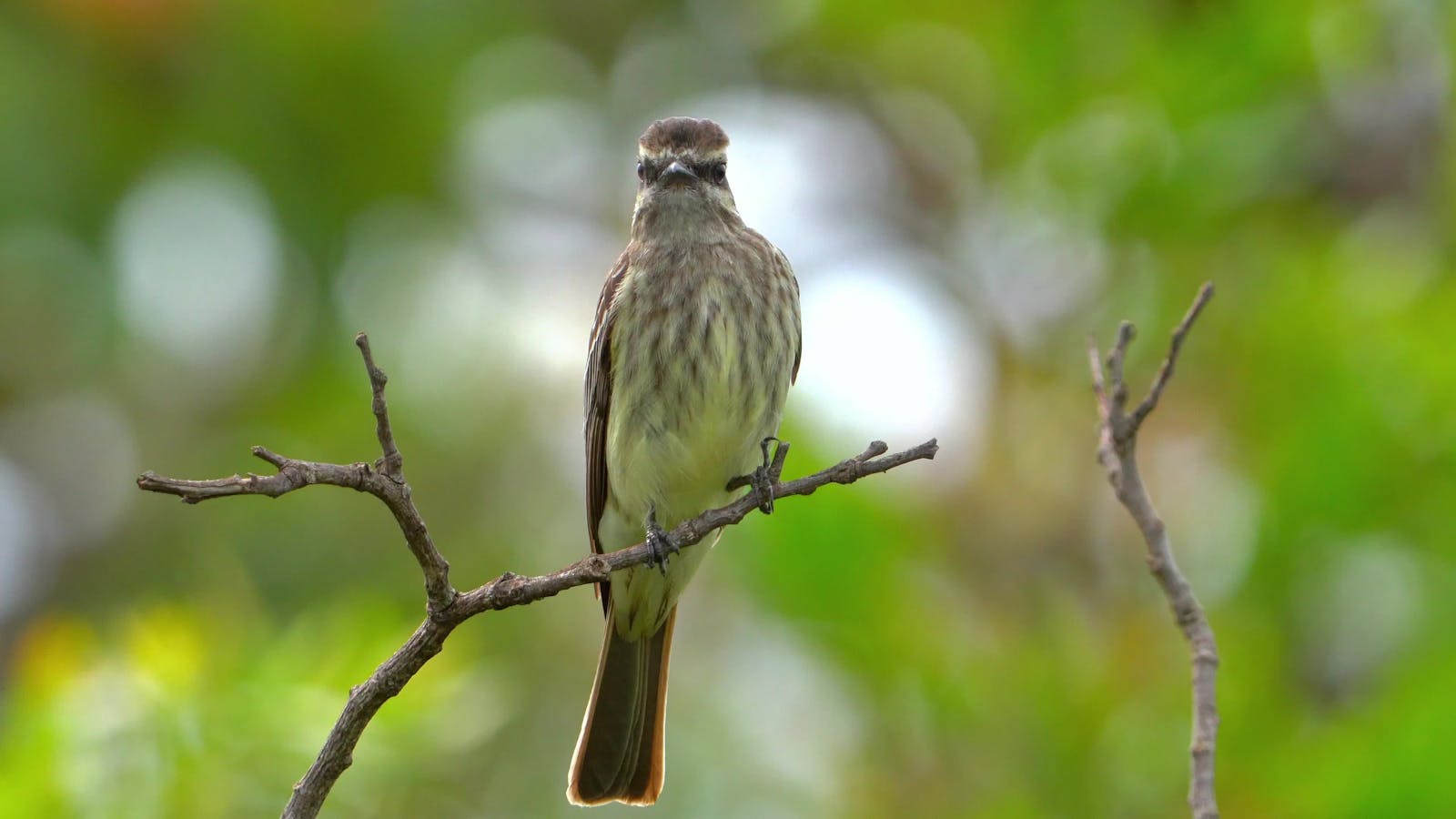 4k Video Background Videos, Download The BEST Free 4k Stock Video ...