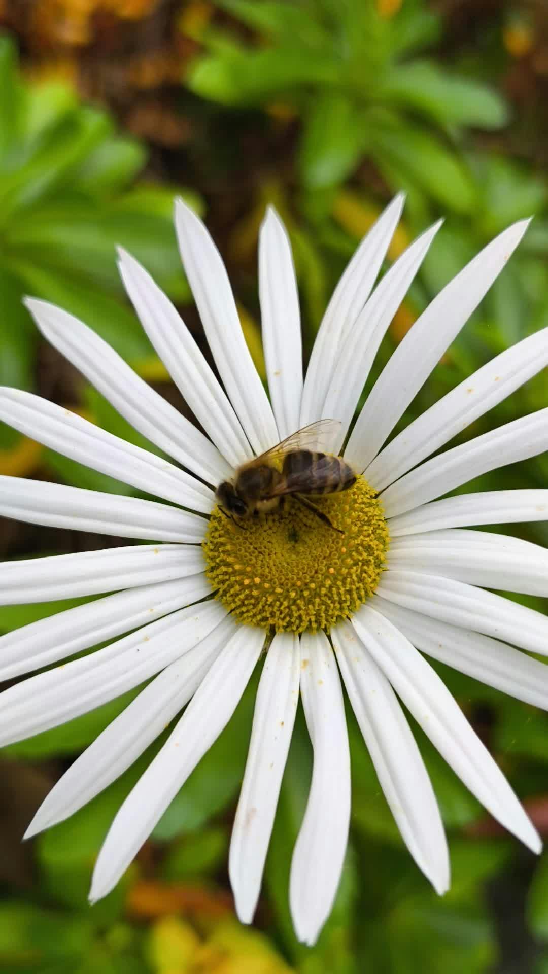 Bee Pollinating on White Daisy Flower Free Stock Video Footage, Royalty ...