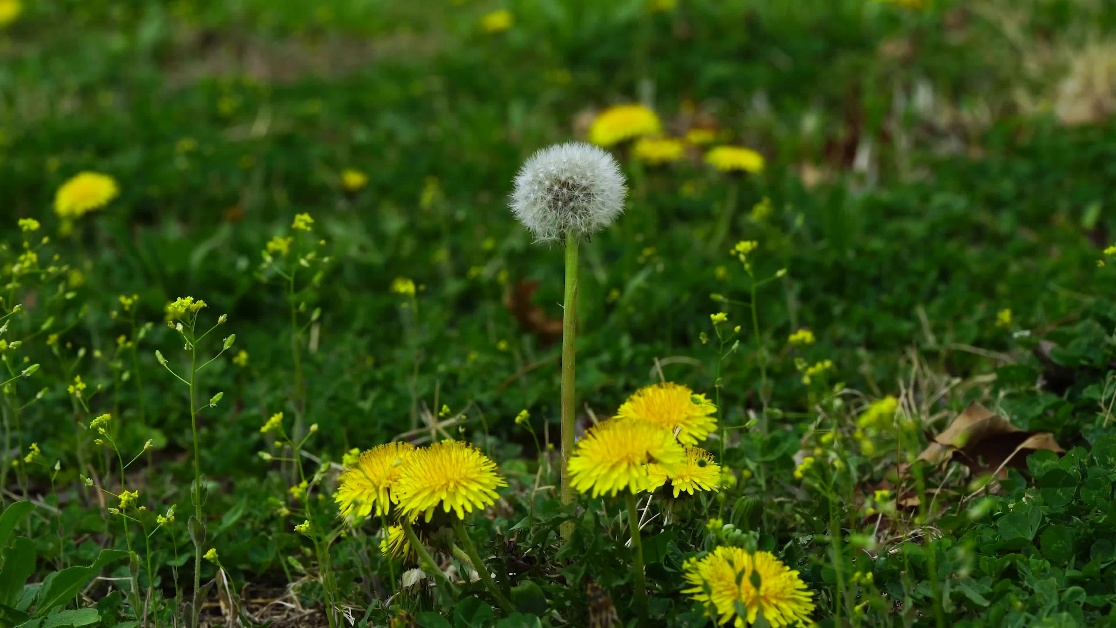 Dandelion Field in Springtime Blooming Free Stock Video Footage ...