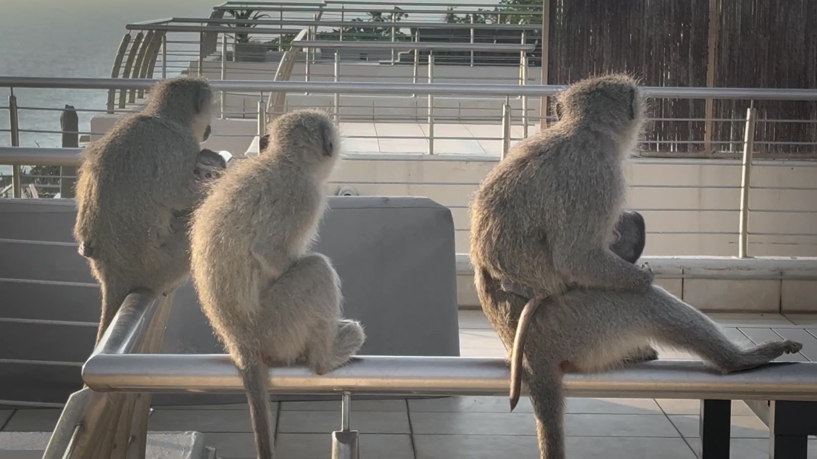 Monkey Mating Videos, Download The BEST Free 4k Stock Video Footage ...