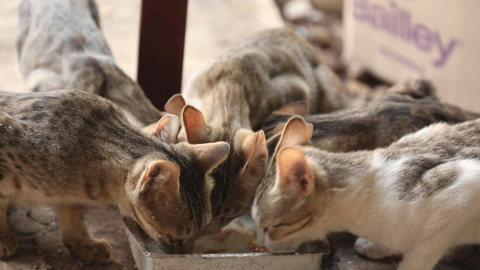 Cats Meme Videos, Download The BEST Free 4k Stock Video Footage & Cats ...