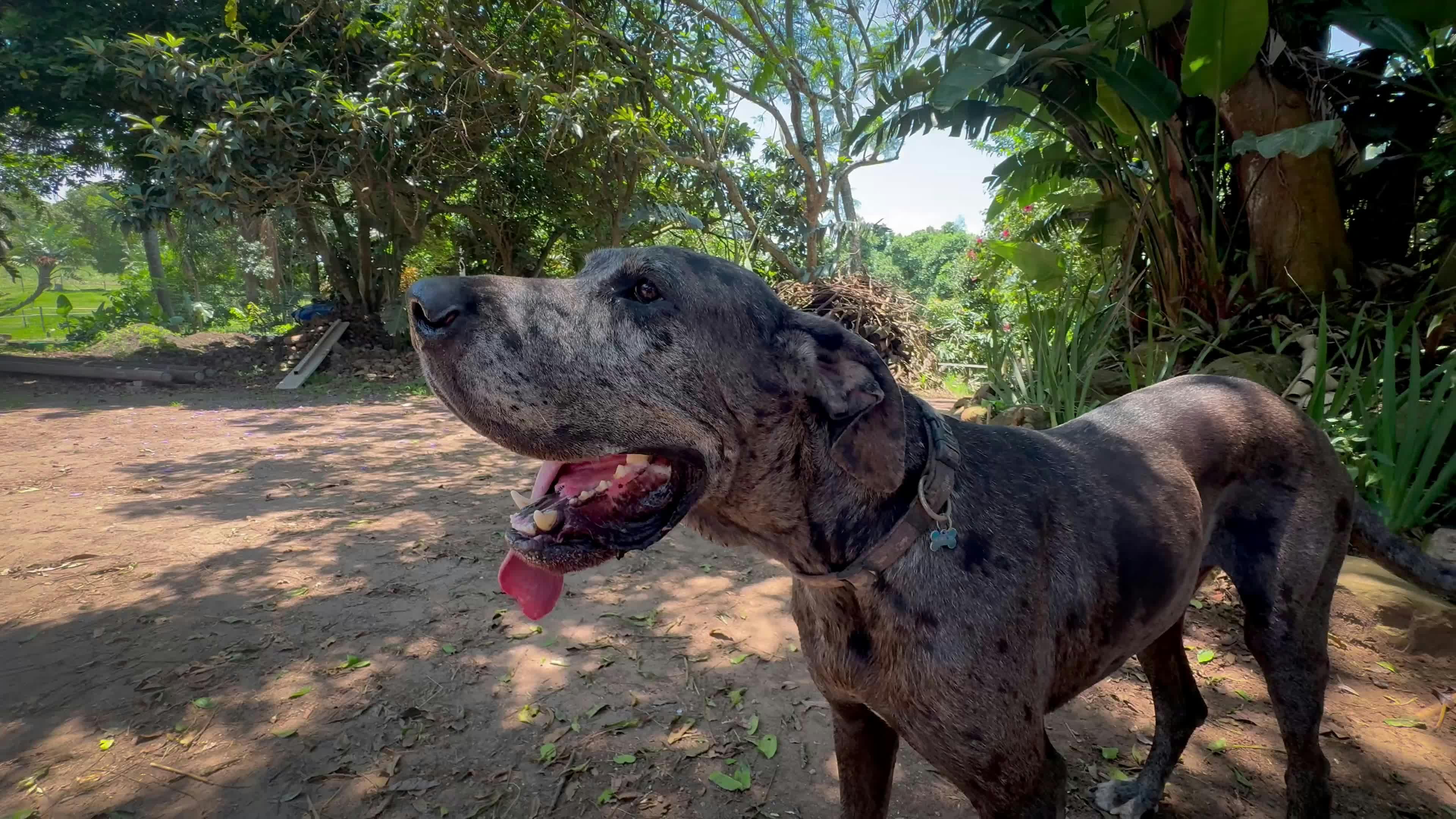 Great Dane in Lush Outdoor Farm Setting Free Stock Video Footage ...