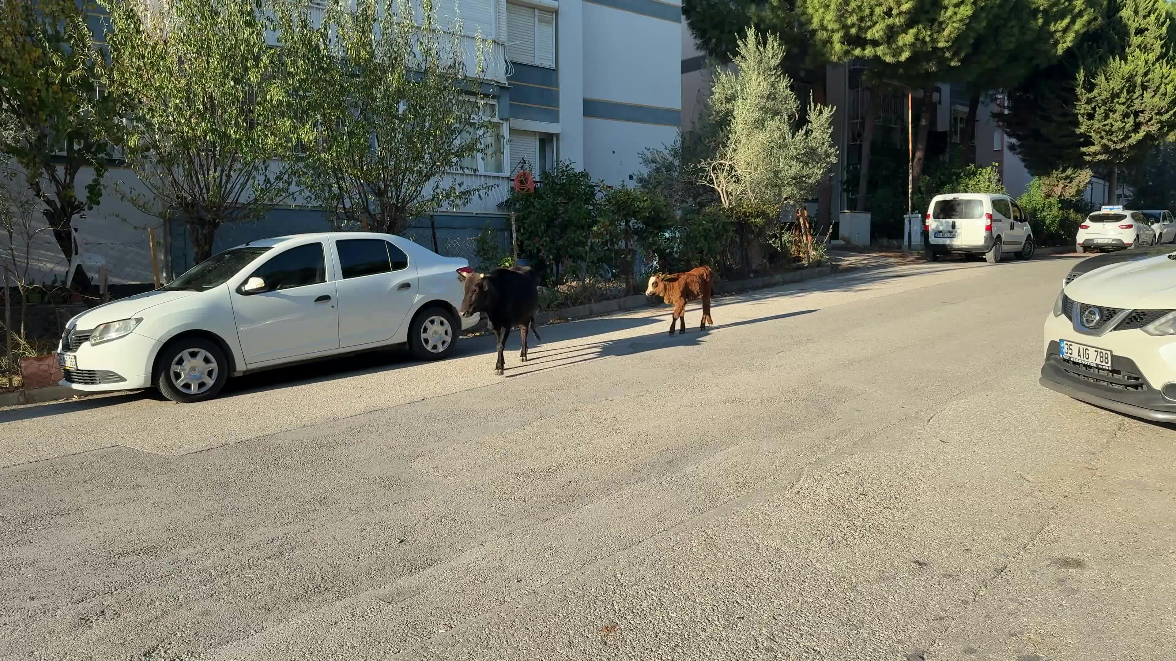 Surprise Encounter Videos, Download The BEST Free 4k Stock Video ...