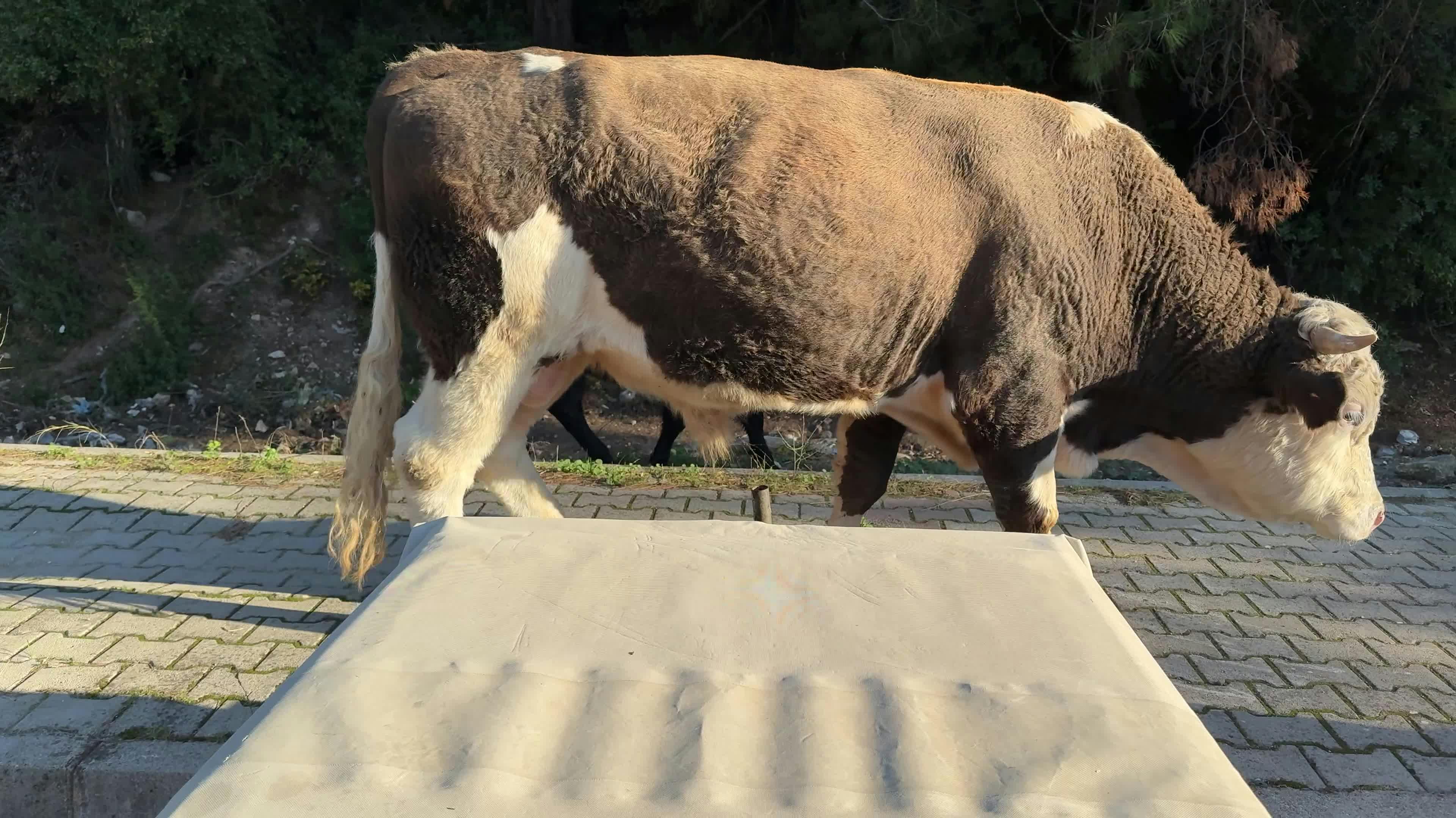 Cow In Farm Videos, Download The BEST Free 4k Stock Video Footage & Cow ...