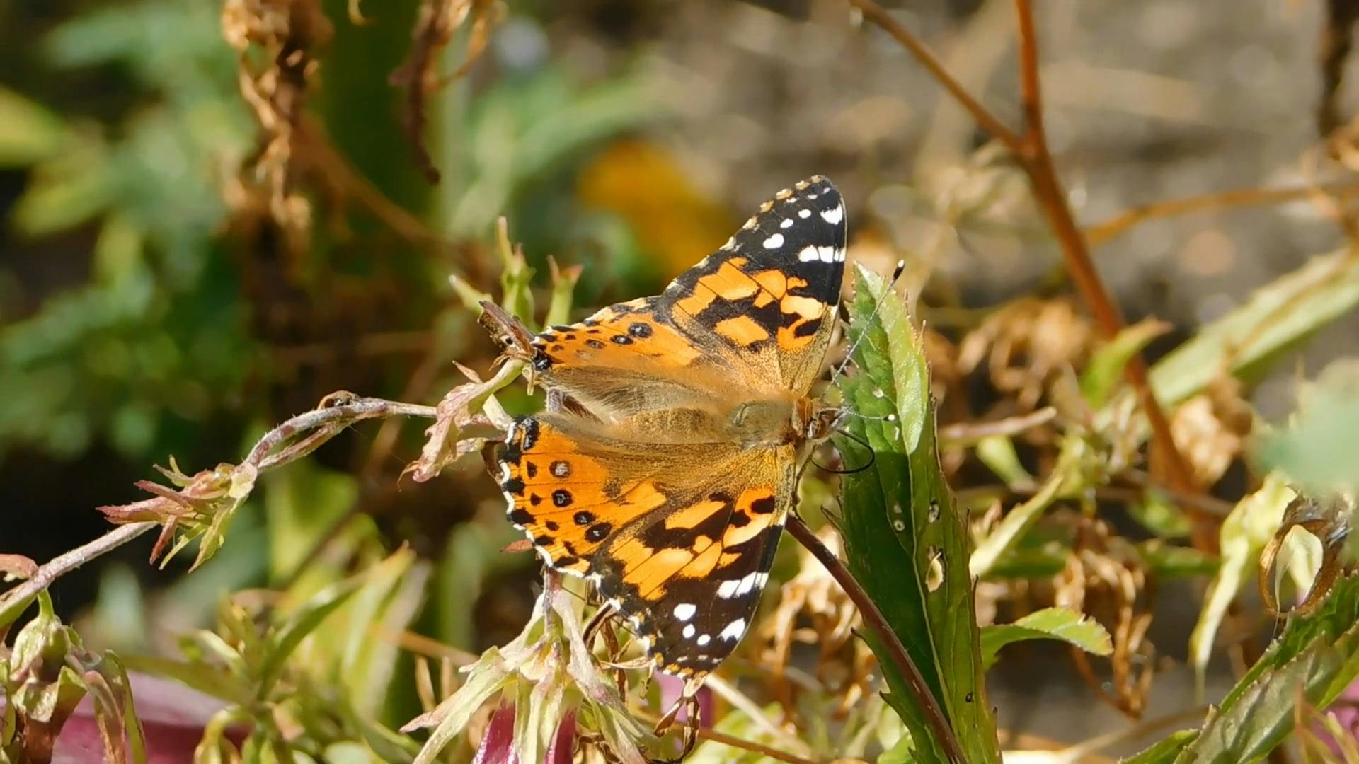 Compilation Videos Of Different Kind Of Insects Activities Free Stock ...