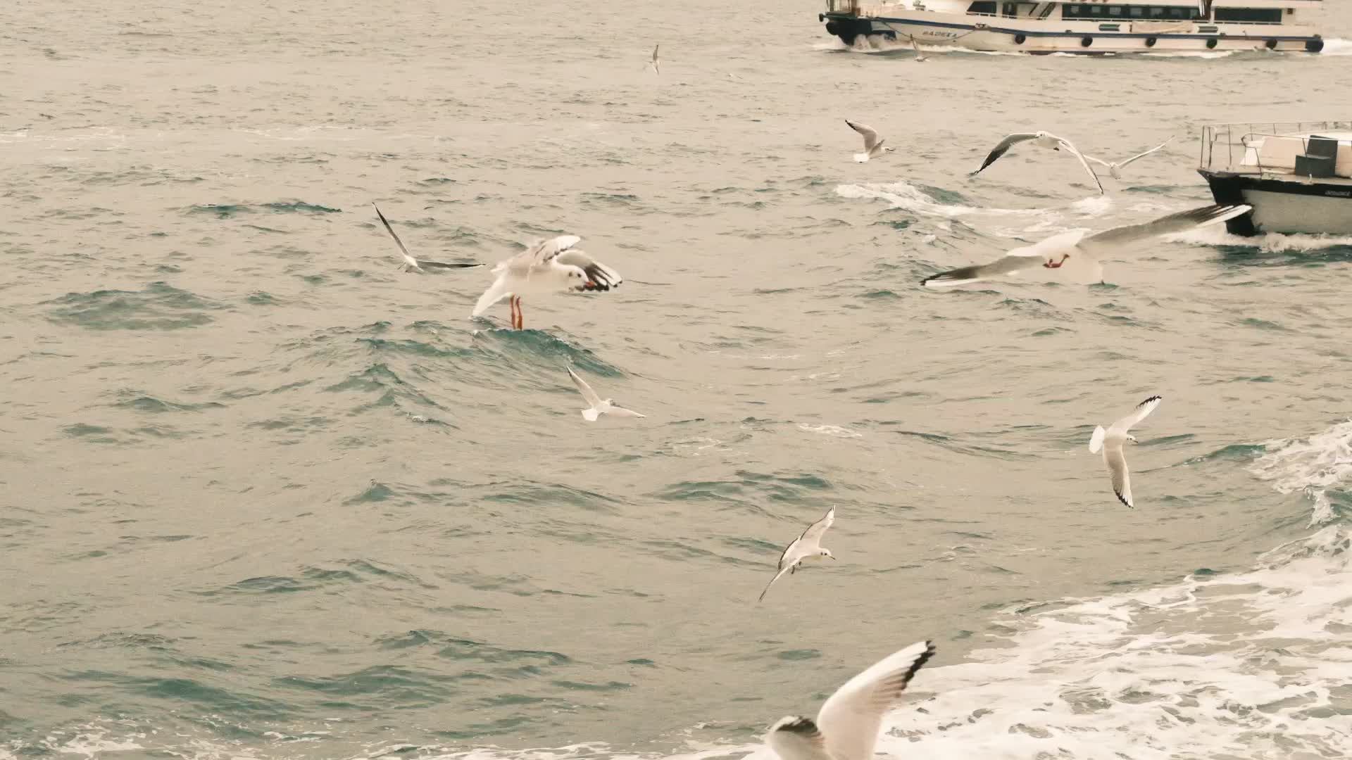 Seagulls Soaring Over Ocean Waves with Boats Free Stock Video Footage ...