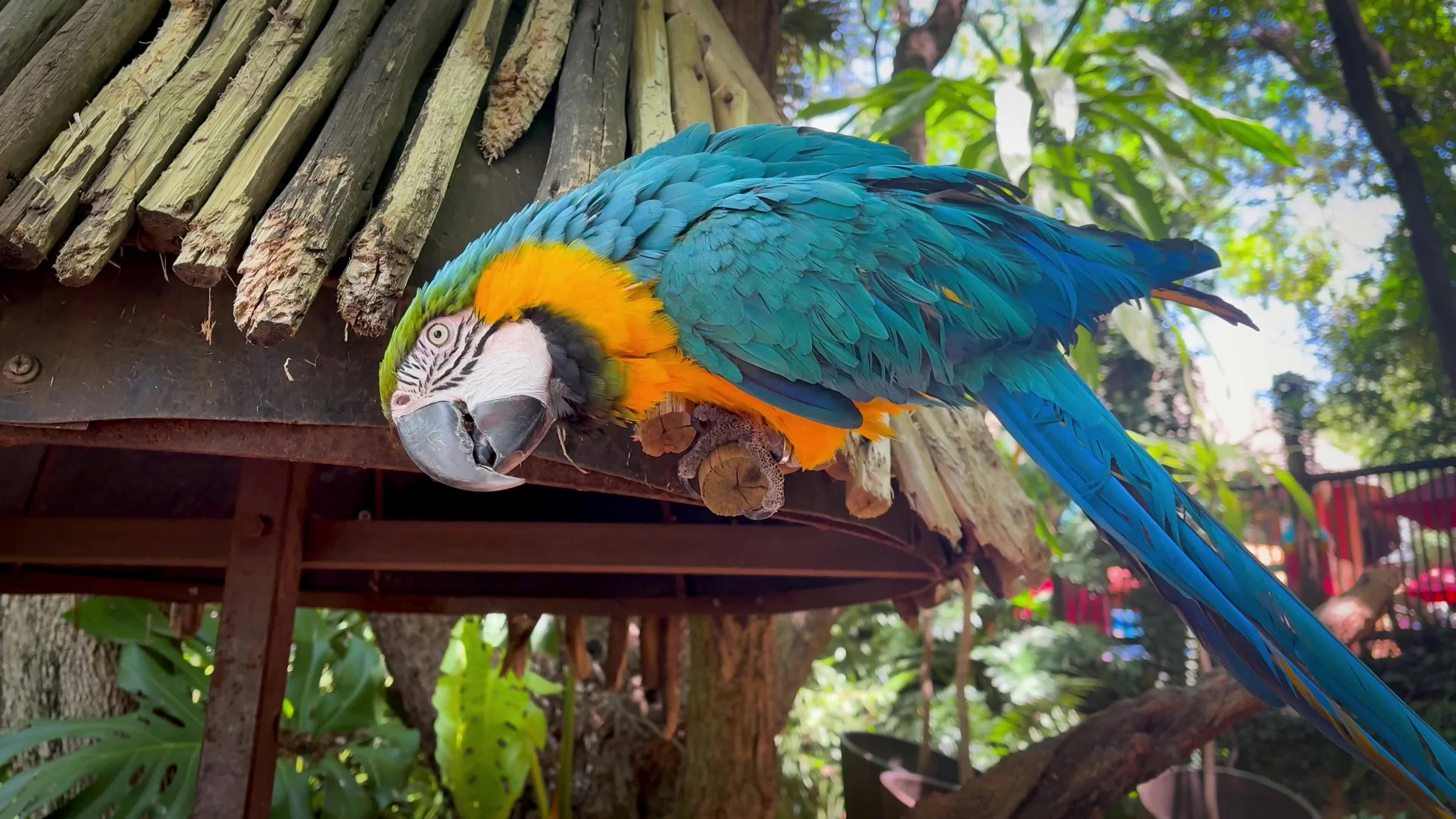 Rainforest Bird Videos, Download The BEST Free 4k Stock Video Footage & Rainforest Bird HD Video ...