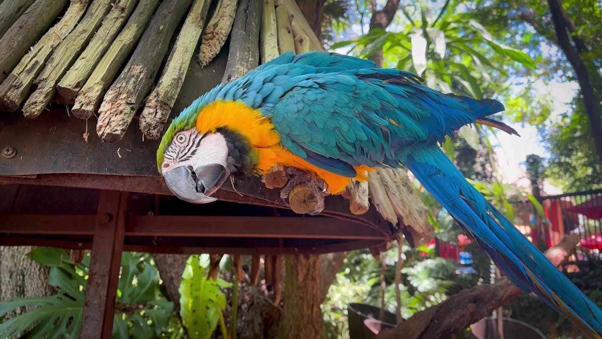 Amazon Rainforest Animals Videos, Download The BEST Free 4k Stock Video ...