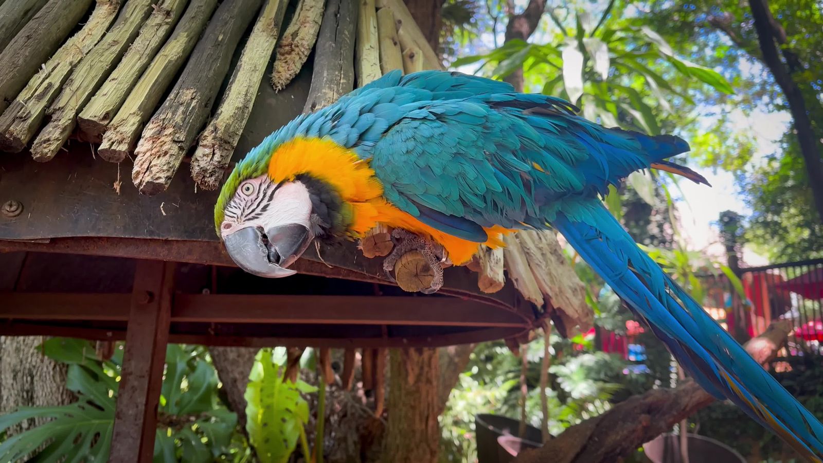Amazon Forest Animals Videos, Download The BEST Free 4k Stock Video ...