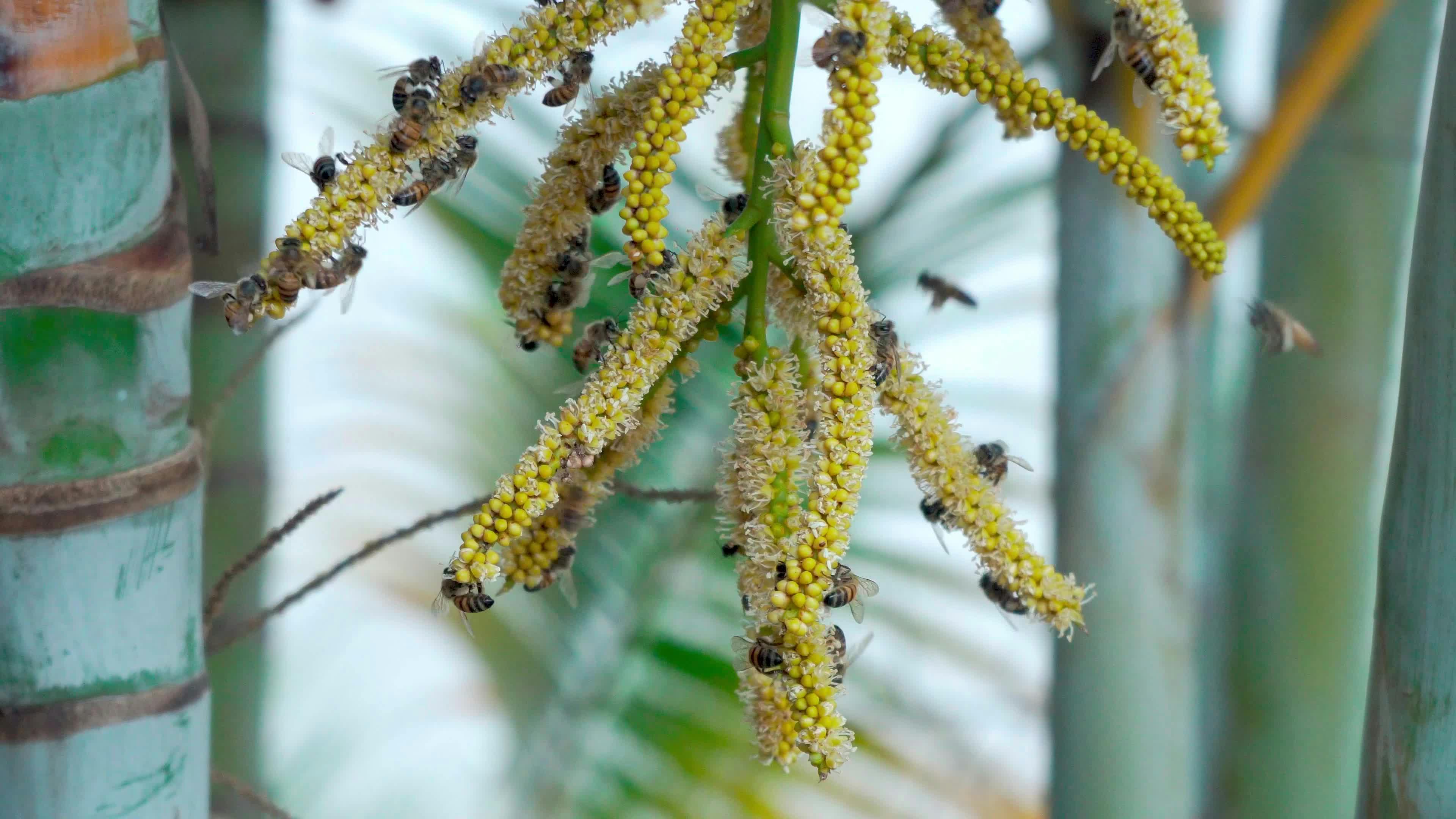 Bees Pollinating Yellow Palm Flowers Close-Up Free Stock Video Footage ...