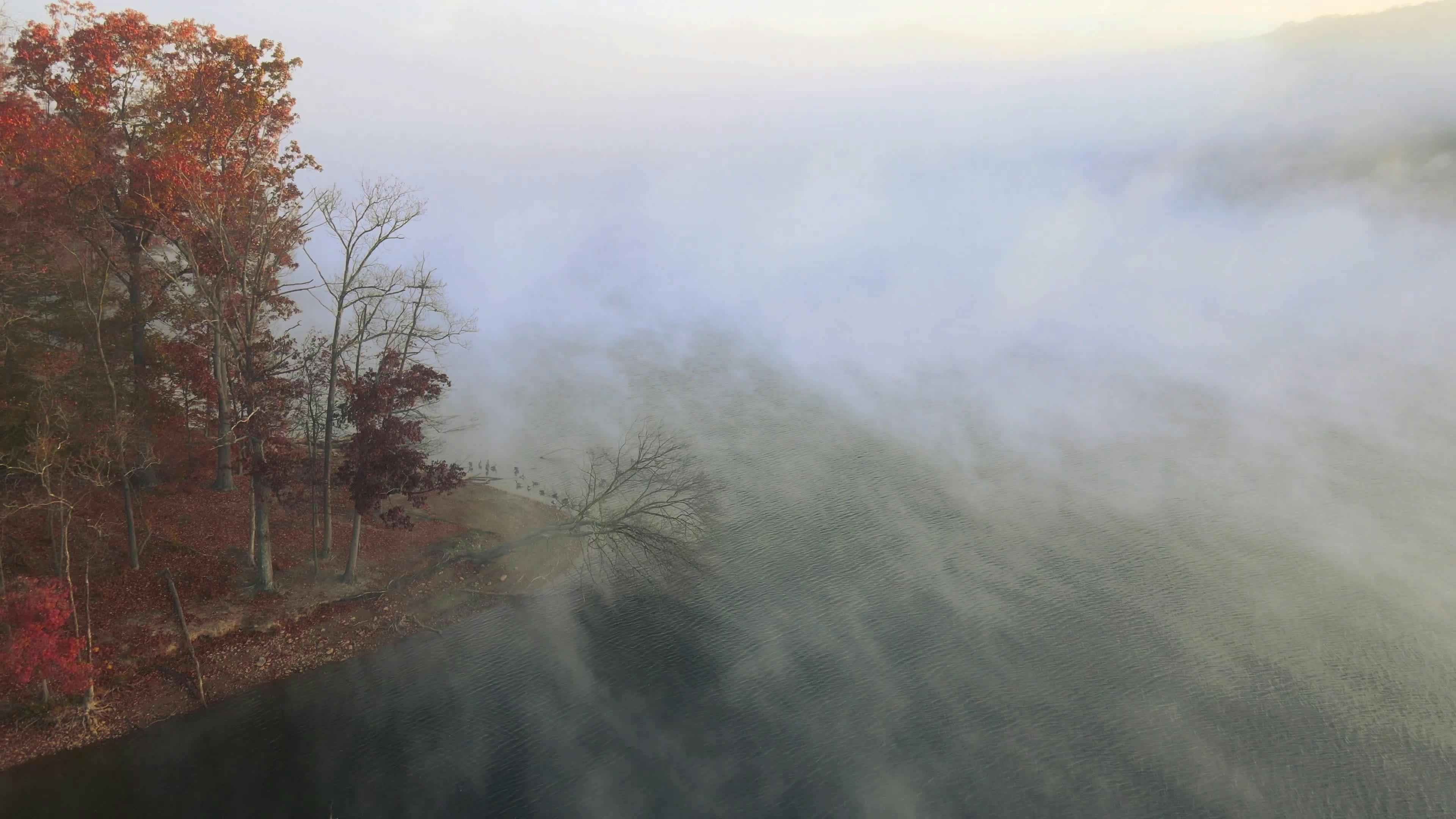 Forest Video Videos, Download The BEST Free 4k Stock Video Footage ...