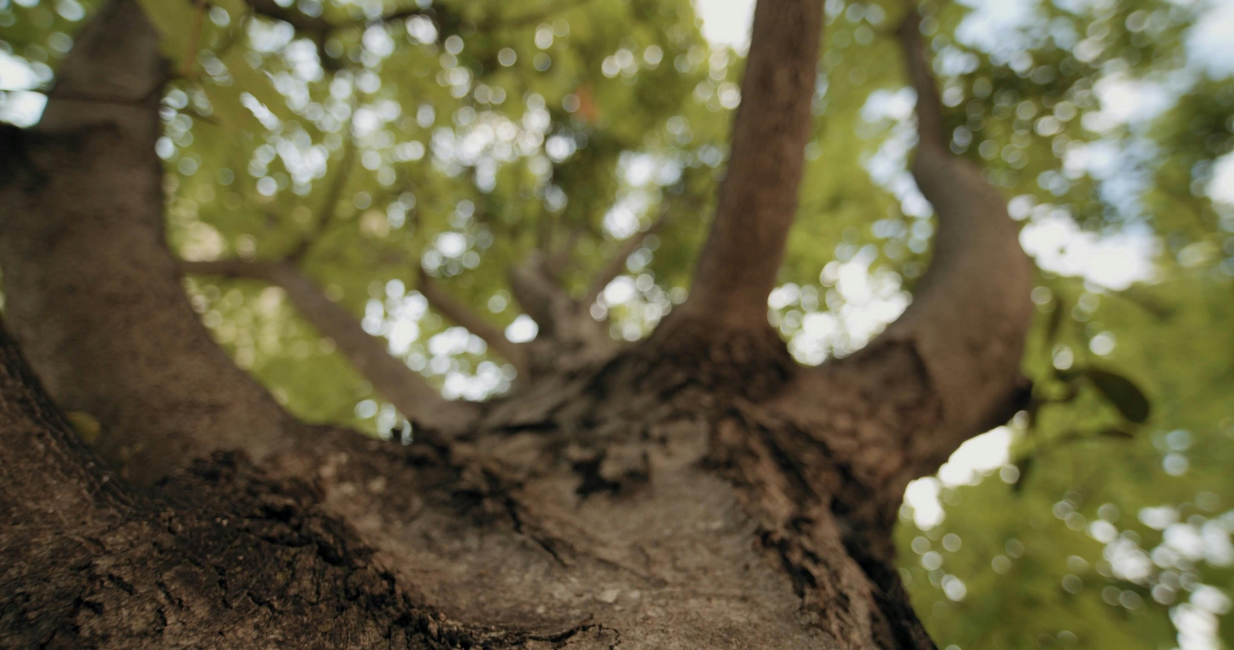 Video Of A Tree Free Stock Video Footage, Royalty-Free 4K & HD Video Clip