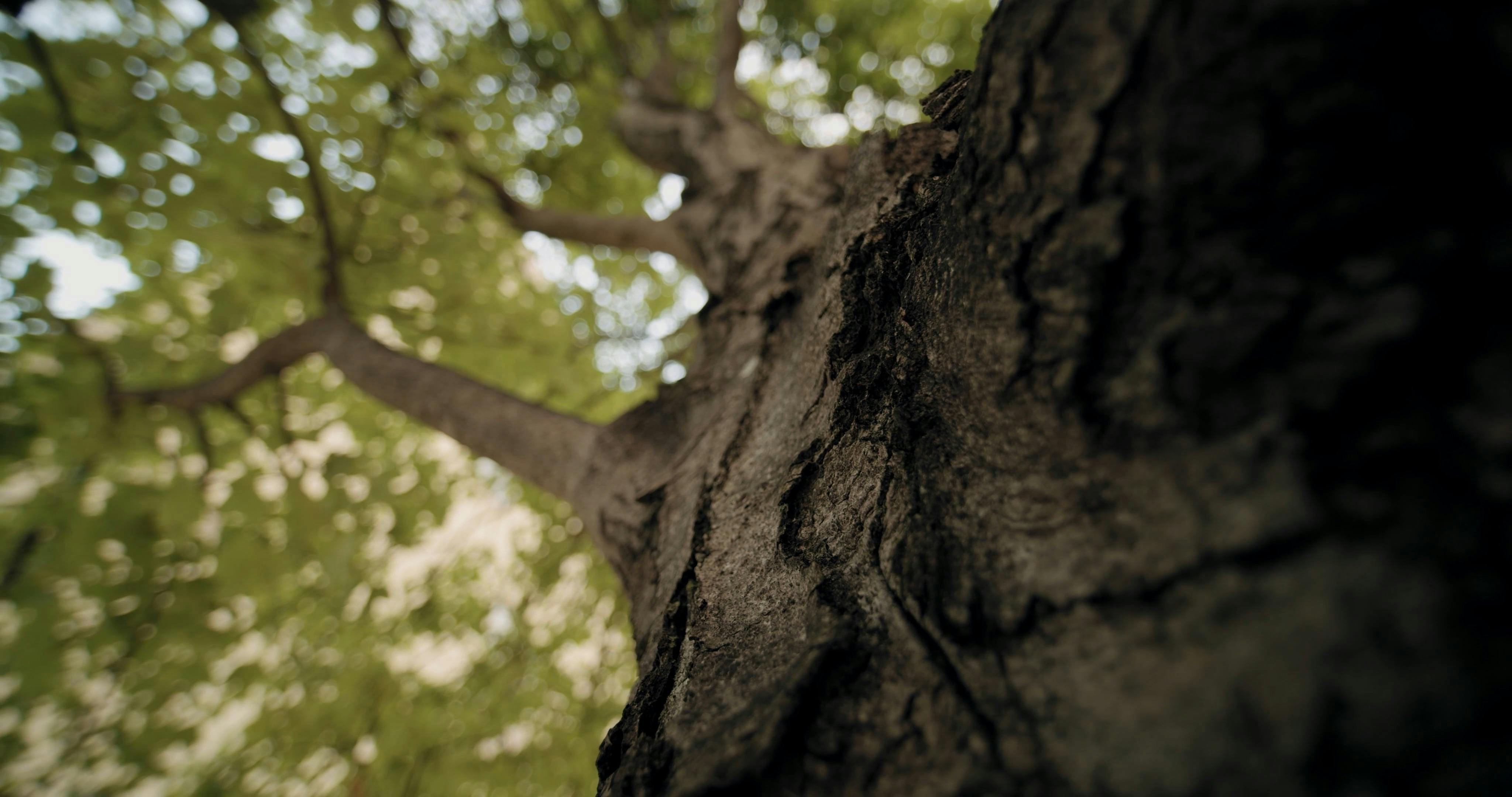 Video Of A Tree Free Stock Video Footage, Royalty-Free 4K & HD Video Clip