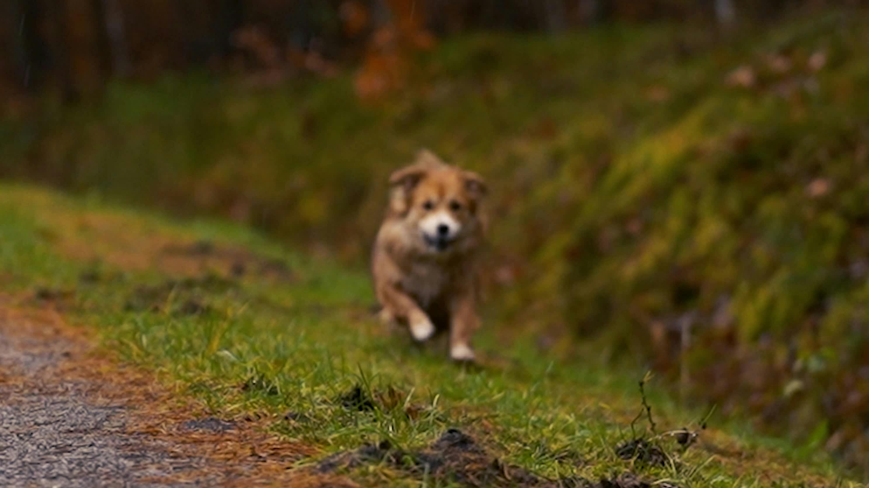 Rain Fore Videos, Download The BEST Free 4k Stock Video Footage & Rain ...