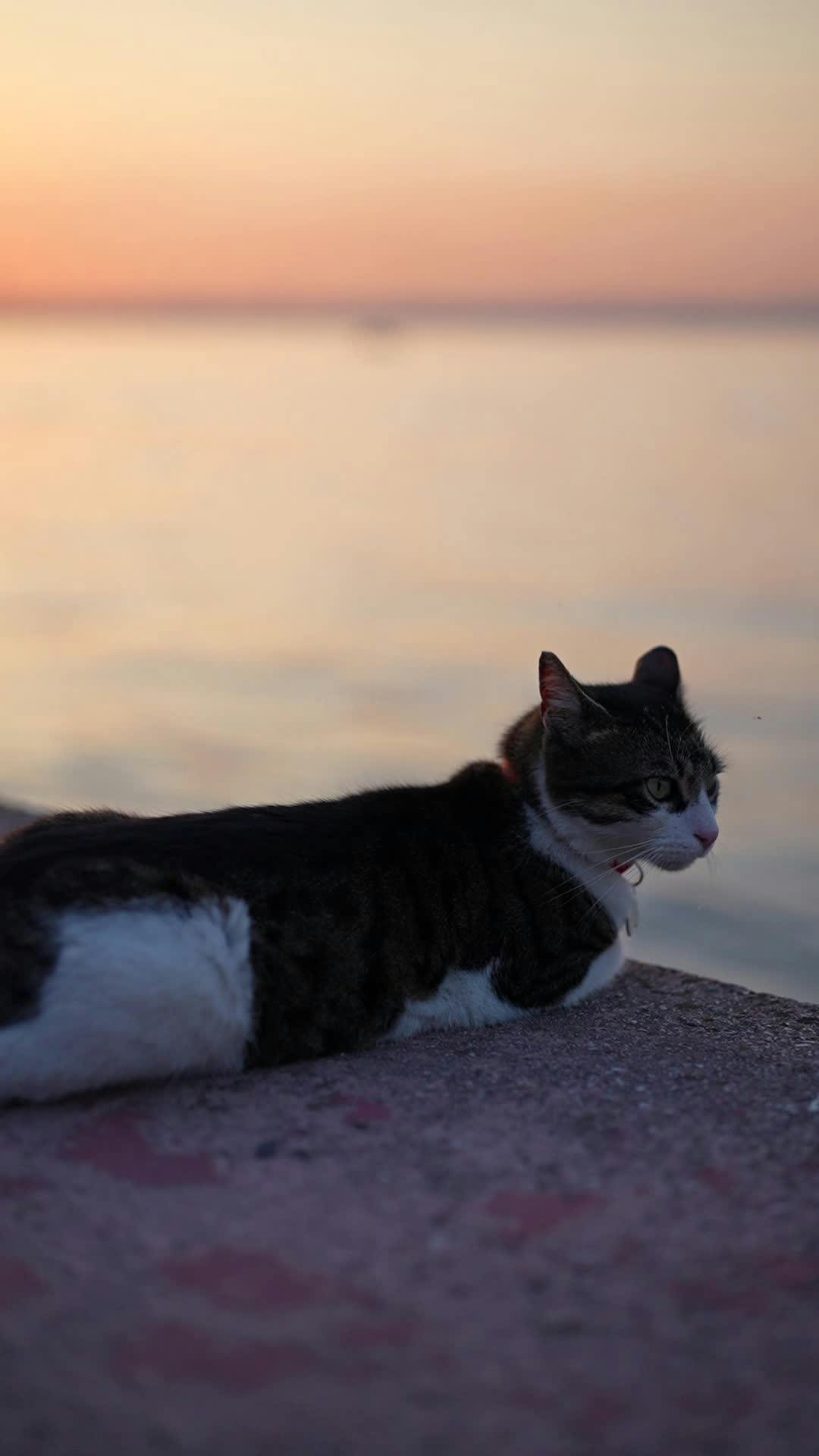 Cat Relaxing by the Ocean at Sunset Free Stock Video Footage, Royalty ...