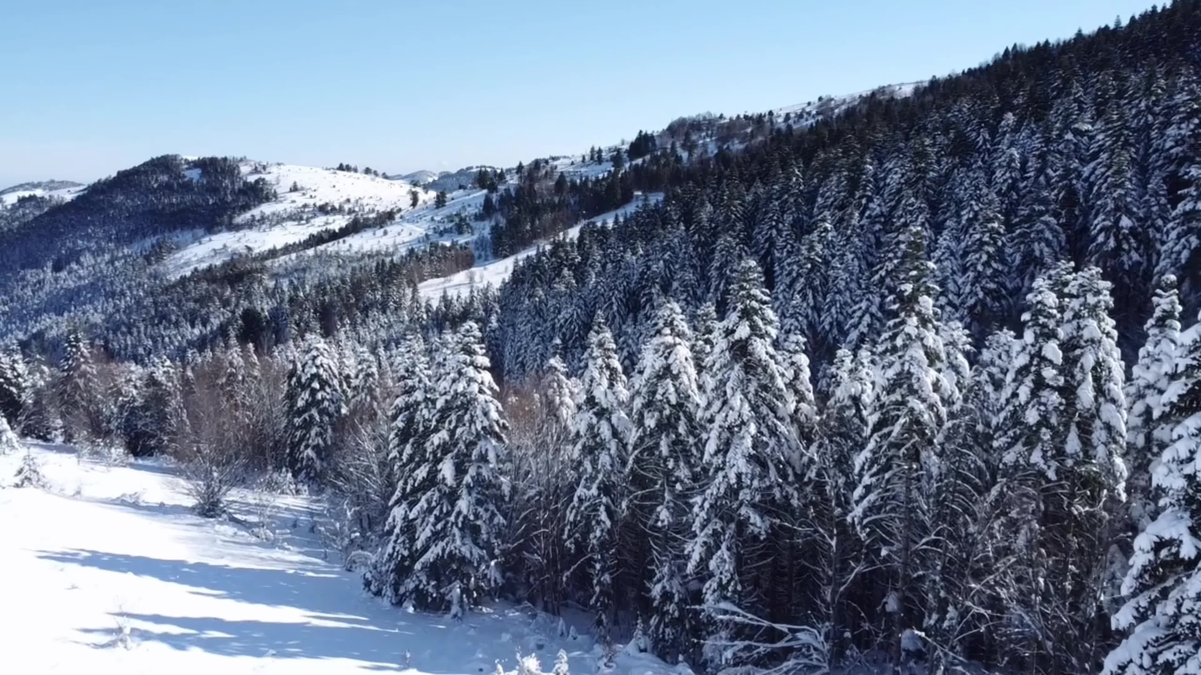 Breathtaking Winter Aerial View of Snowy Forest Free Stock Video ...