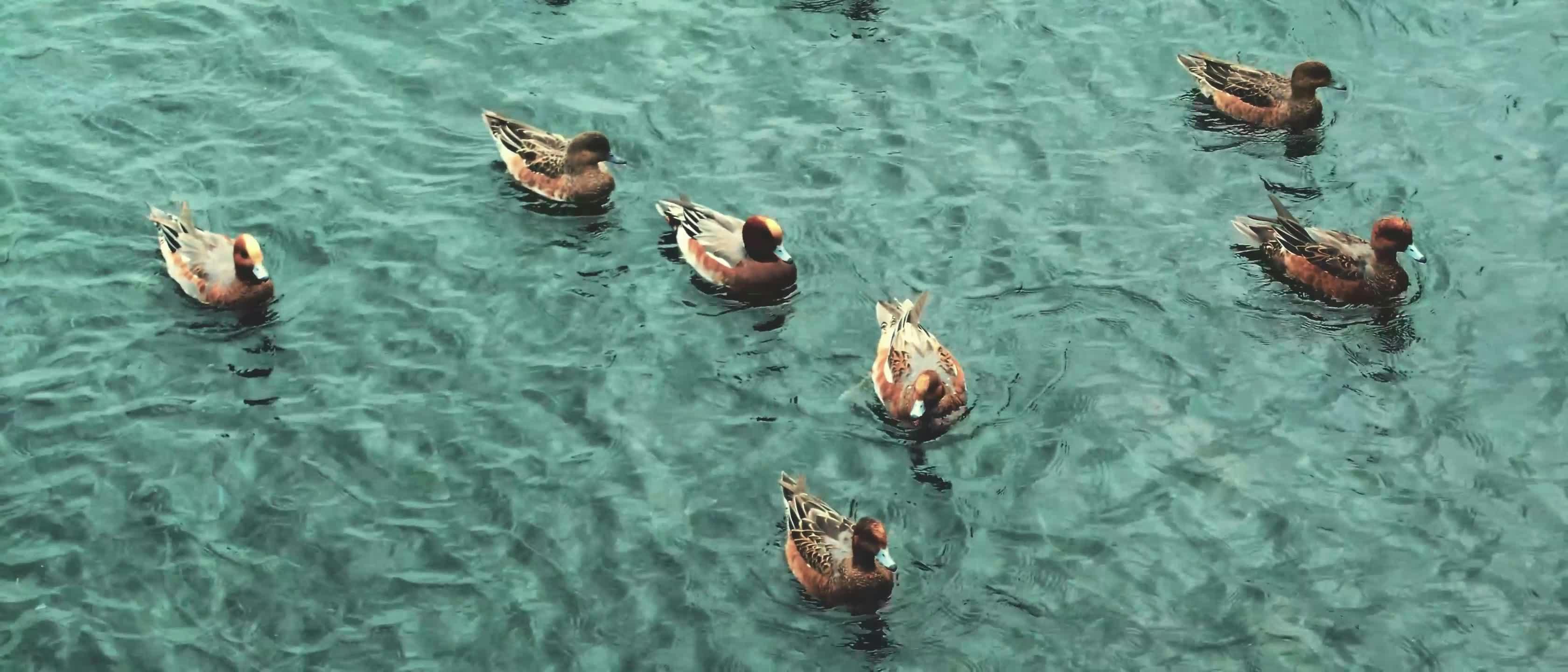 Multiple Ducks Videos, Download The BEST Free 4k Stock Video Footage ...