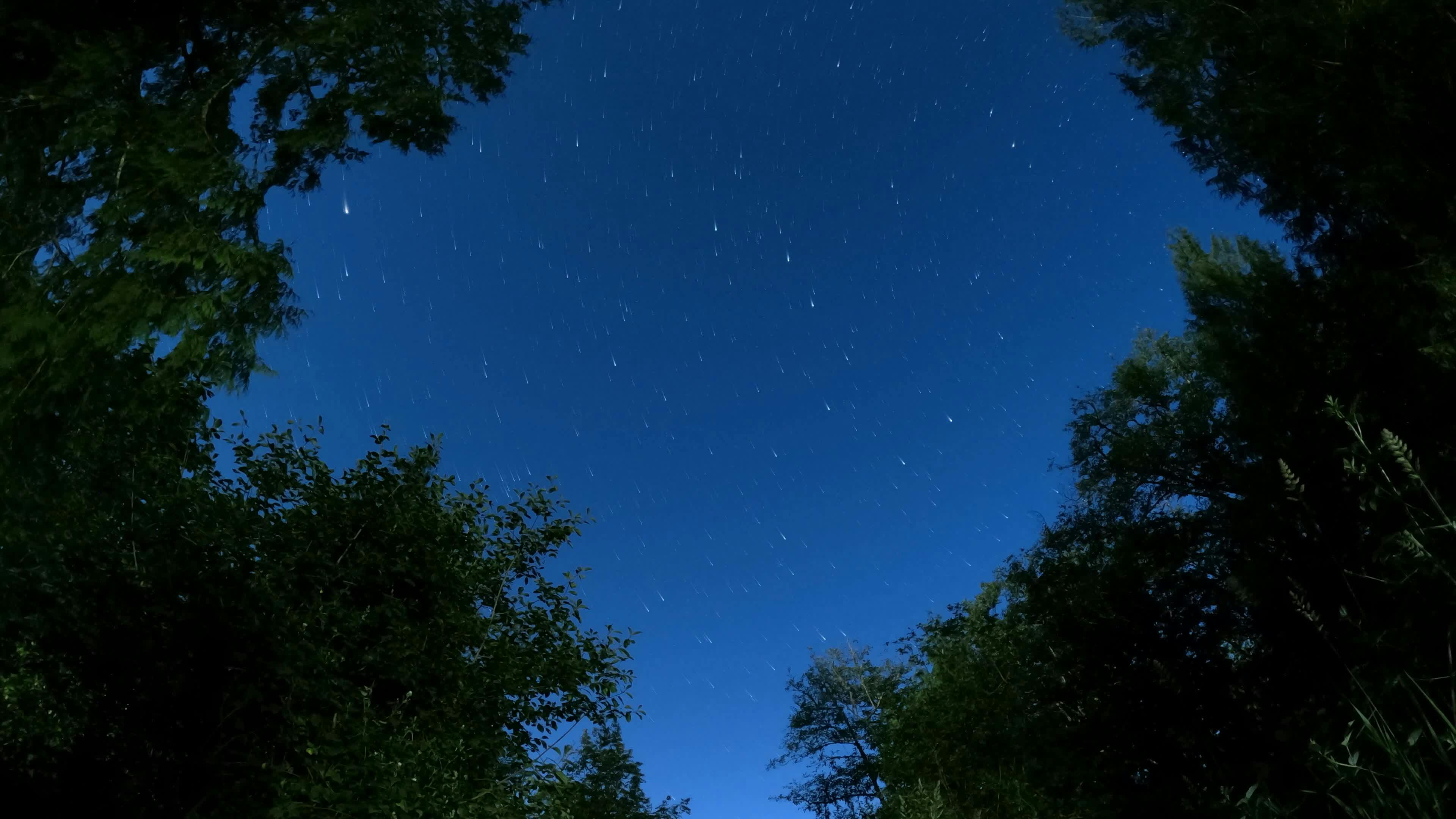 Stunning Night Sky Time-lapse in Forest Free Stock Video Footage ...