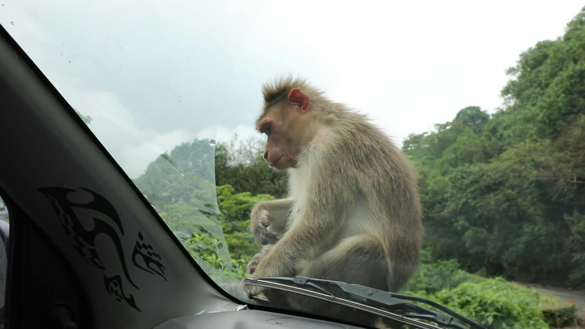 Monkey Rizz Videos, Download The BEST Free 4k Stock Video Footage ...