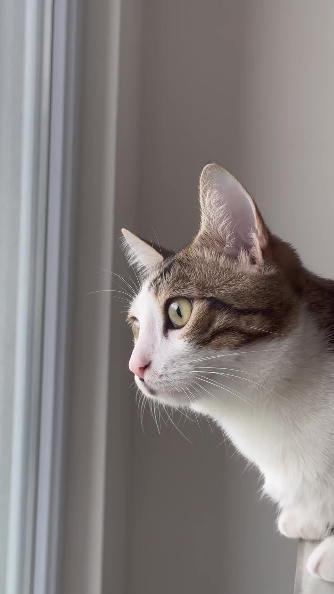 Cat Watching World Videos, Download The BEST Free 4k Stock Video ...