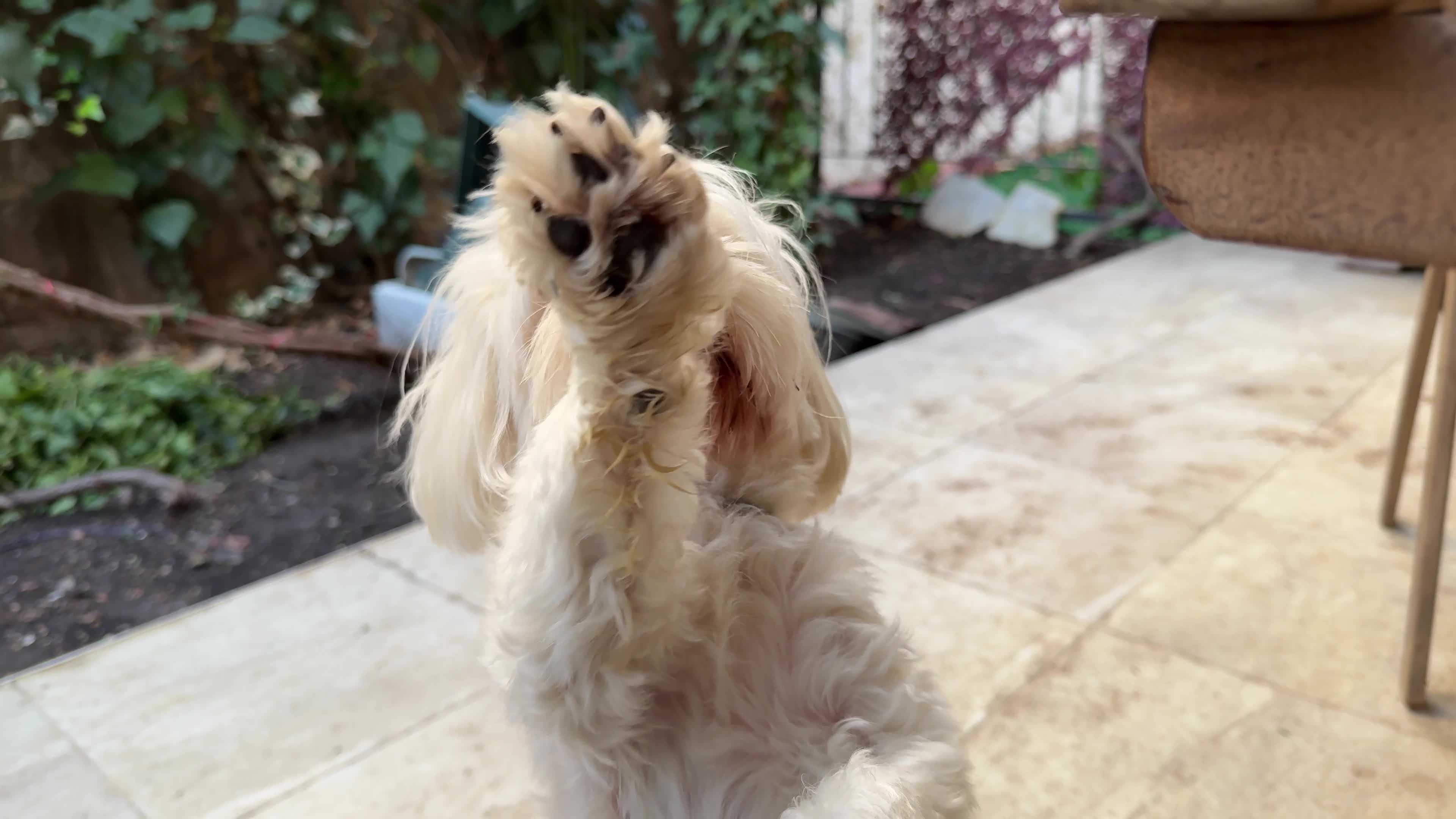 Adorable Maltese Dog Raising Paws Outdoors Free Stock Video Footage ...