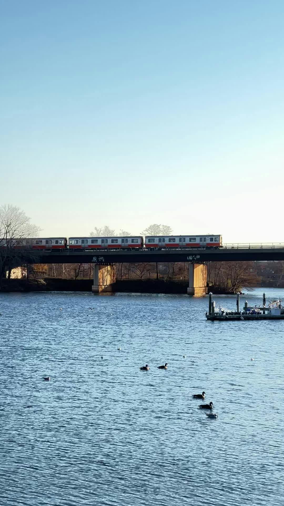 Train Crossing River Bridge with Ducks in Water Free Stock Video ...