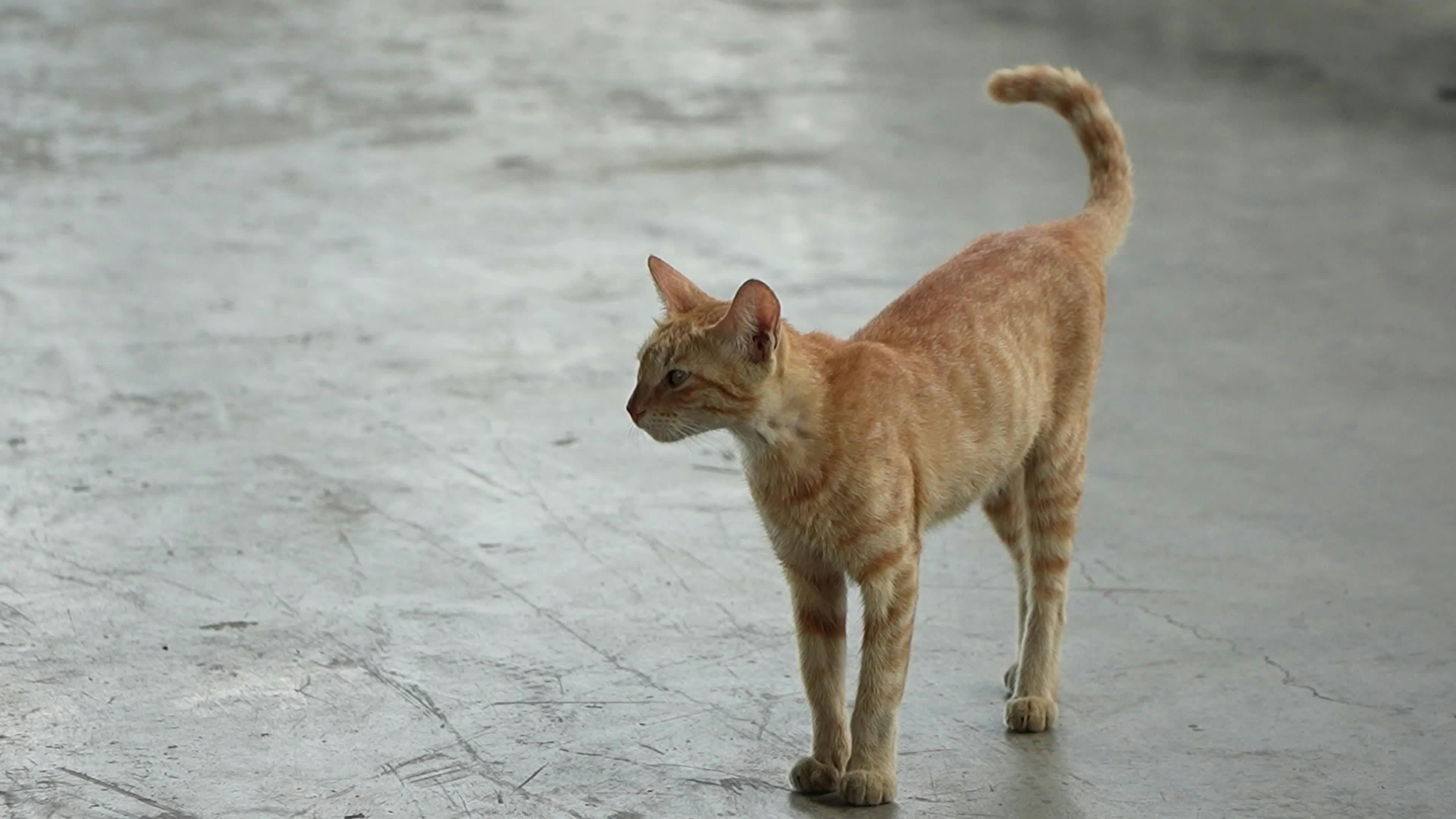 Cat Walking Around Free Stock Video Footage, Royalty-Free 4K & HD Video ...