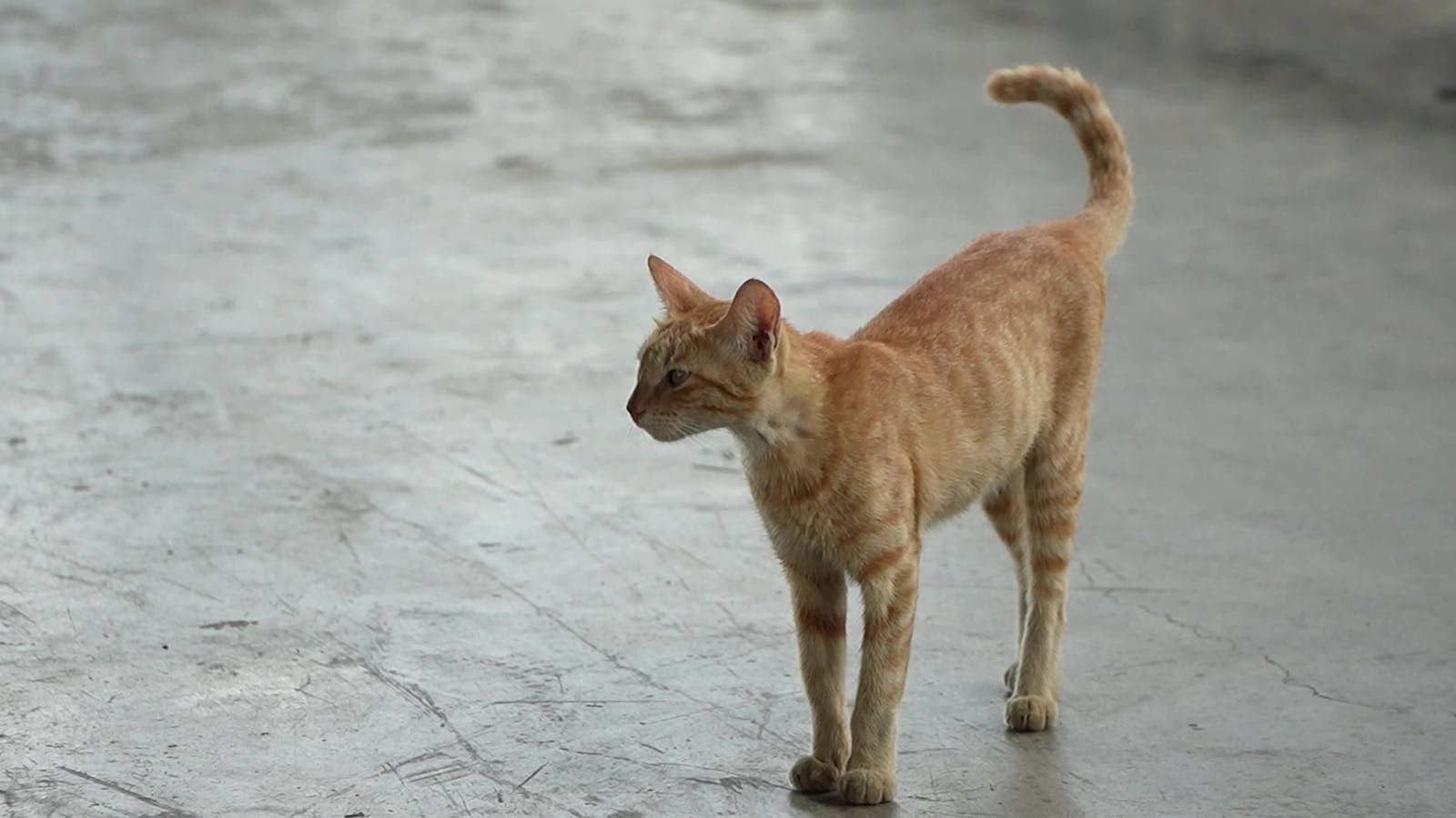 Cat Videos Videos, Download The BEST Free 4k Stock Video Footage & Cat ...