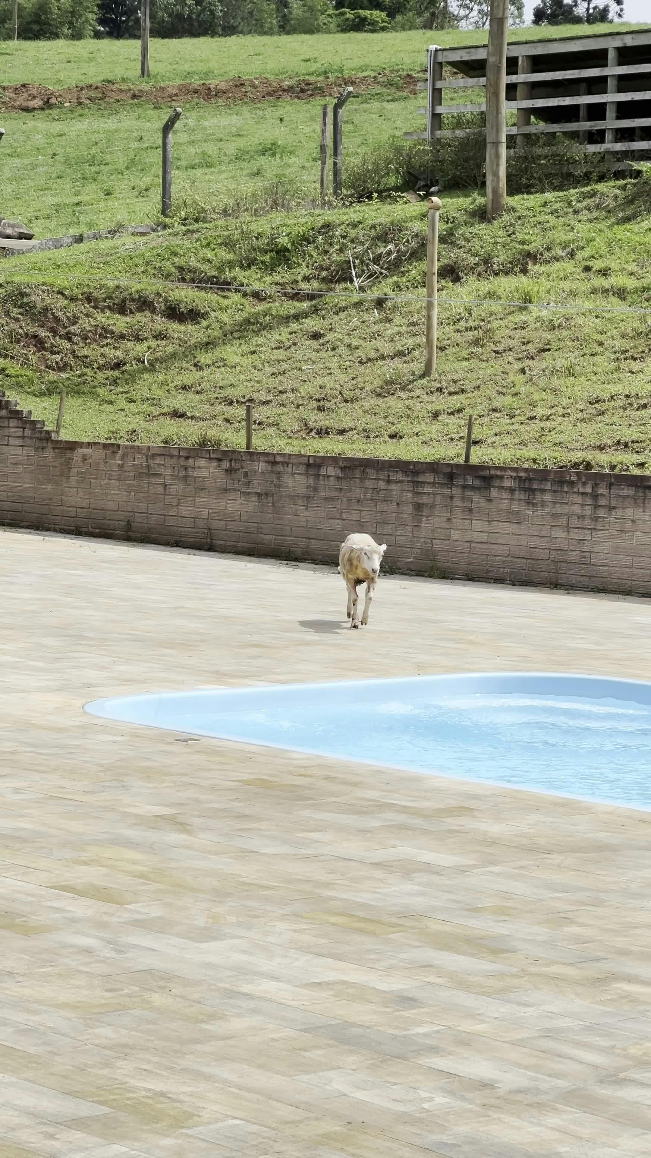 Lone Sheep Exploring a Courtyard Outdoors Free Stock Video Footage ...