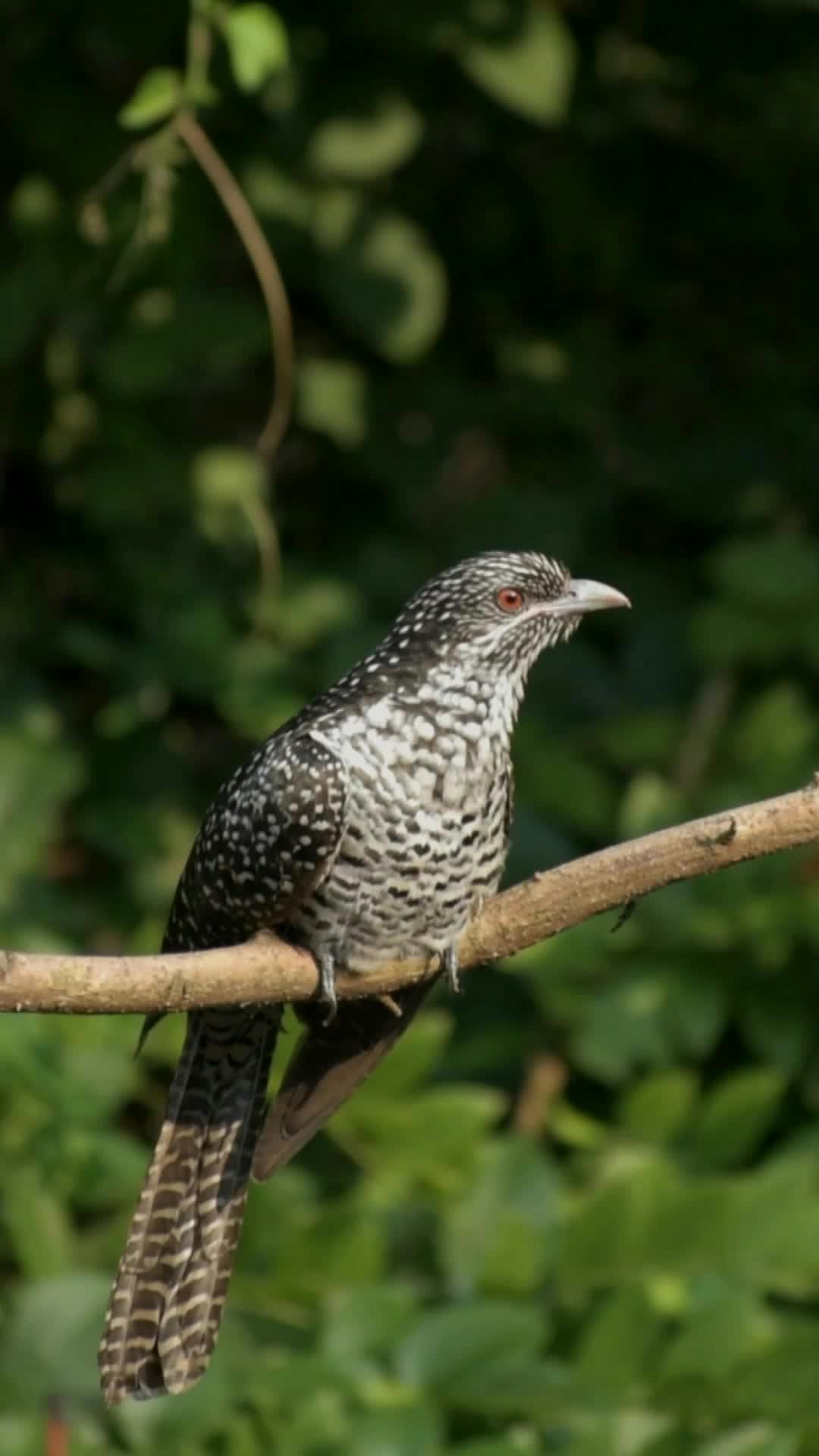 Asian Koel Bird in Natural Habitat Free Stock Video Footage, Royalty ...