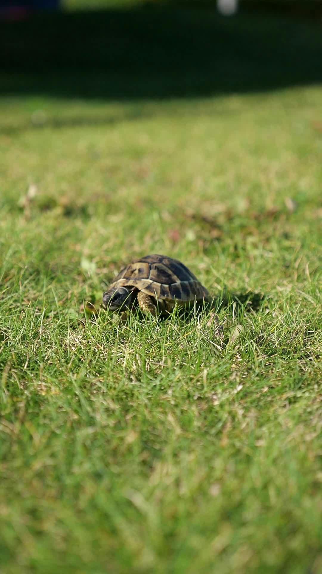 Wallpaper Animal Turtle Videos, Download The BEST Free 4k Stock Video ...